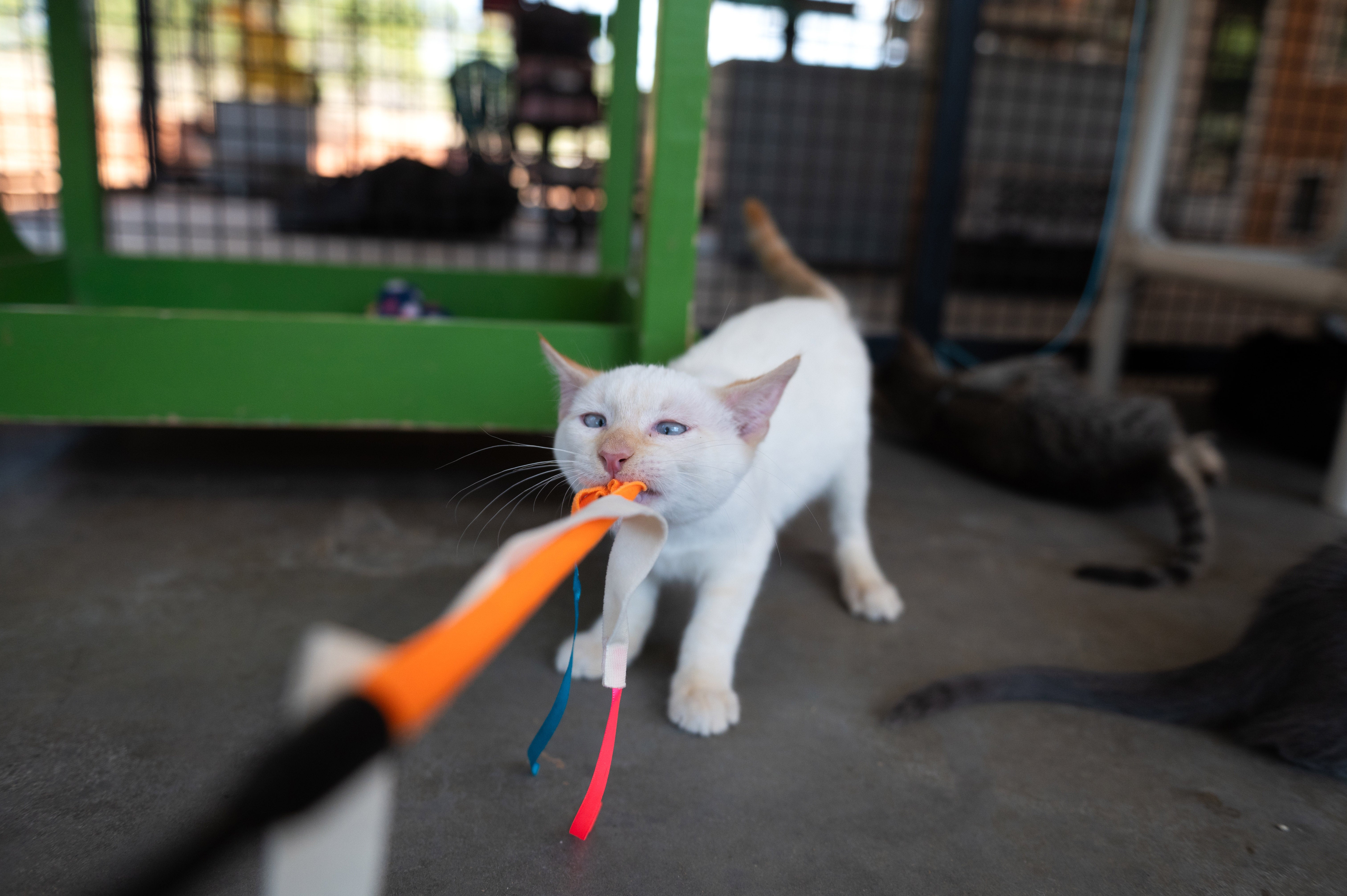 The cat who meowed in the face of disaster | Best Friends Animal Society