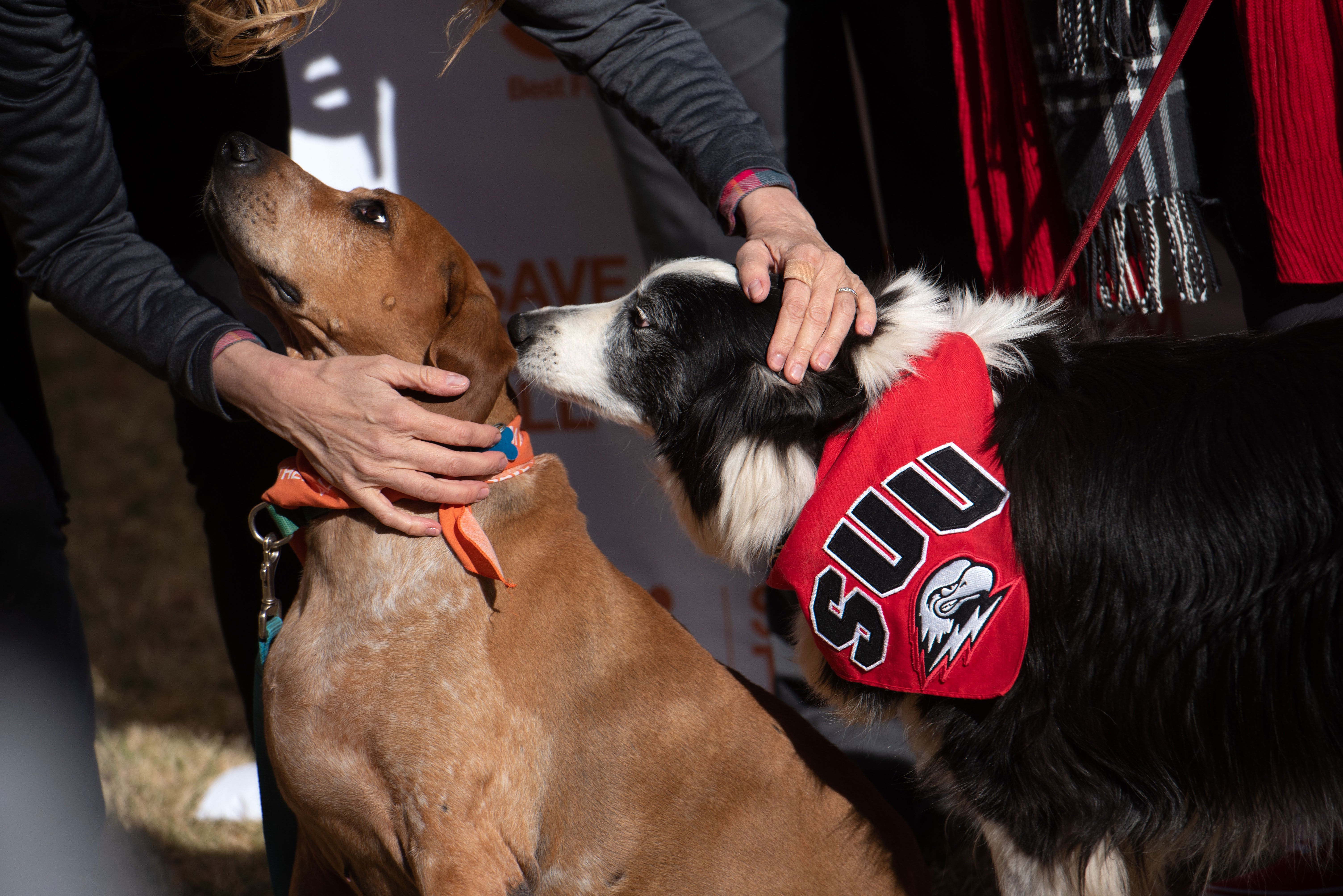 Best Friends earns place on Fast Company’s Best Workplaces for ...