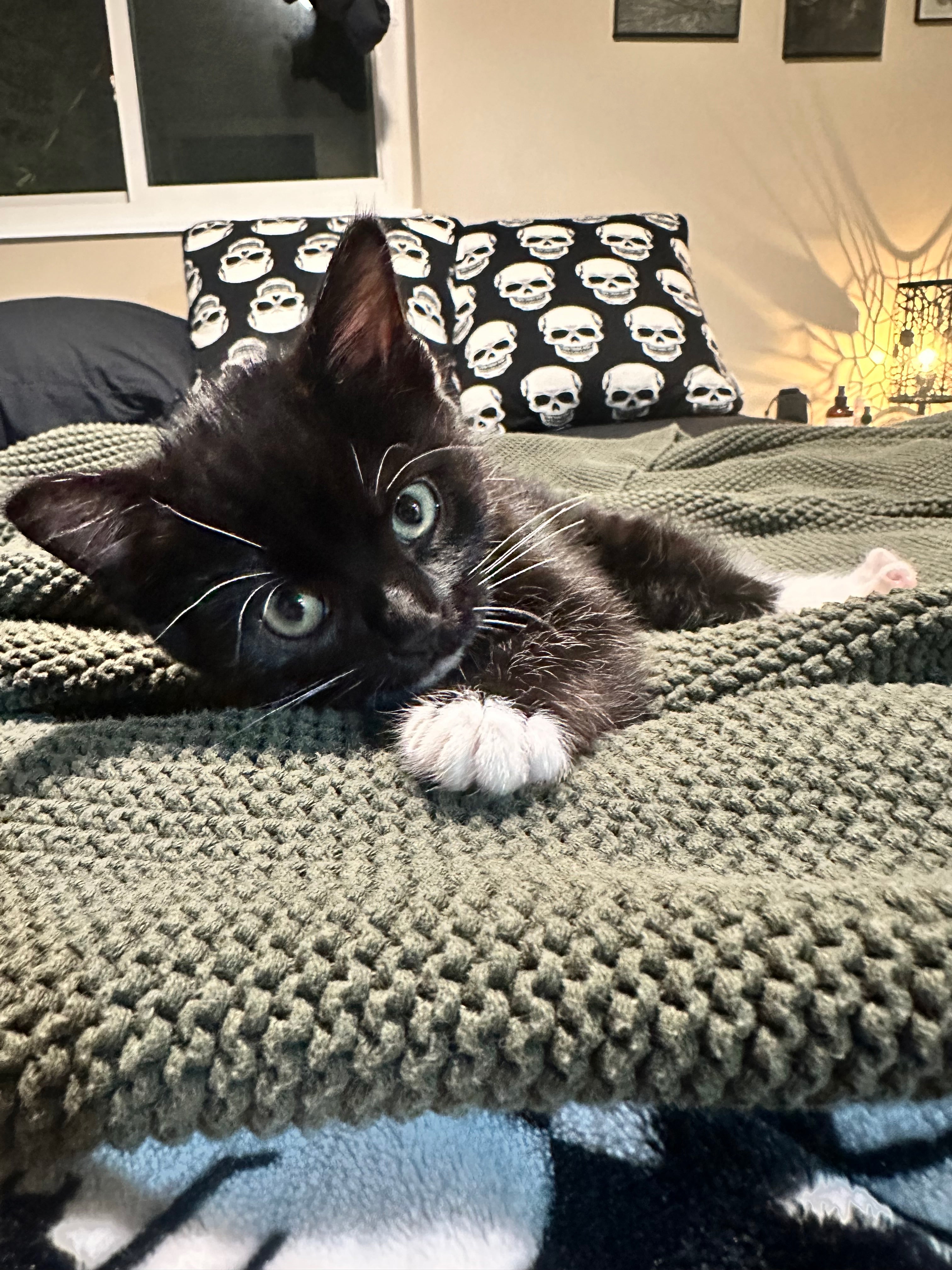 Three-legged kitten with a whole lotta heart | Best Friends Animal Society