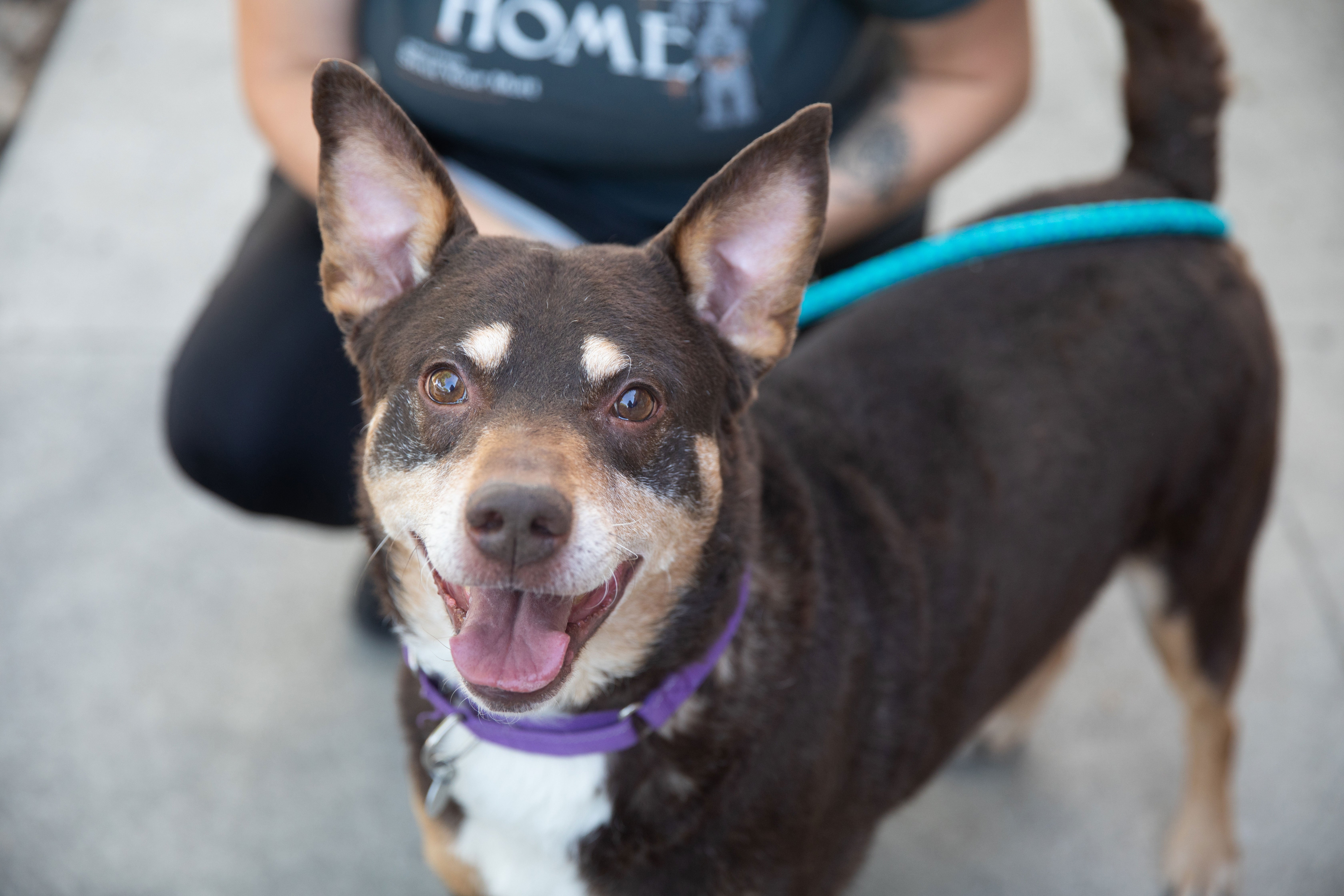 The debate about no-kill animal sheltering | Best Friends Animal Society