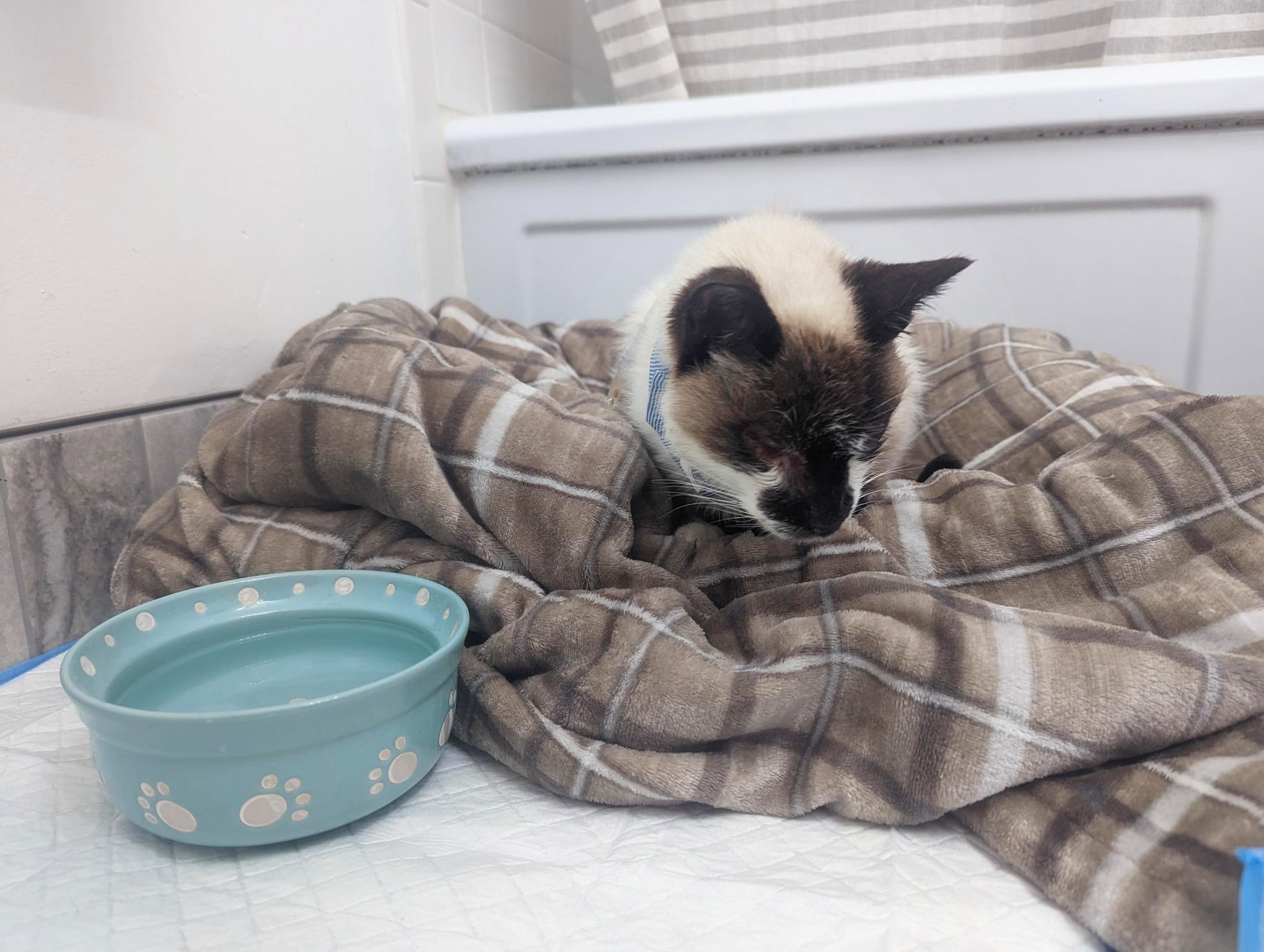 Miracle cat's healing journey | Best Friends Animal Society