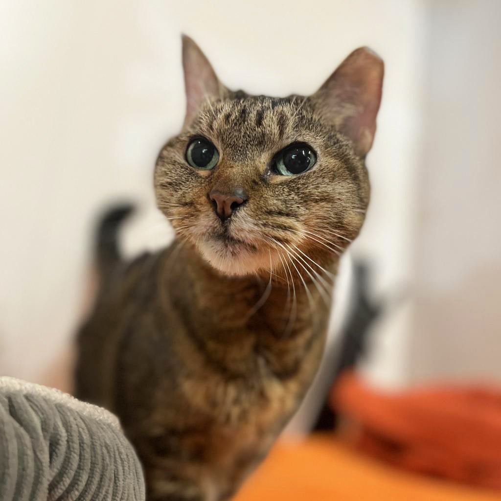 Cat proves it’s never too late to begin again | Best Friends Animal Society