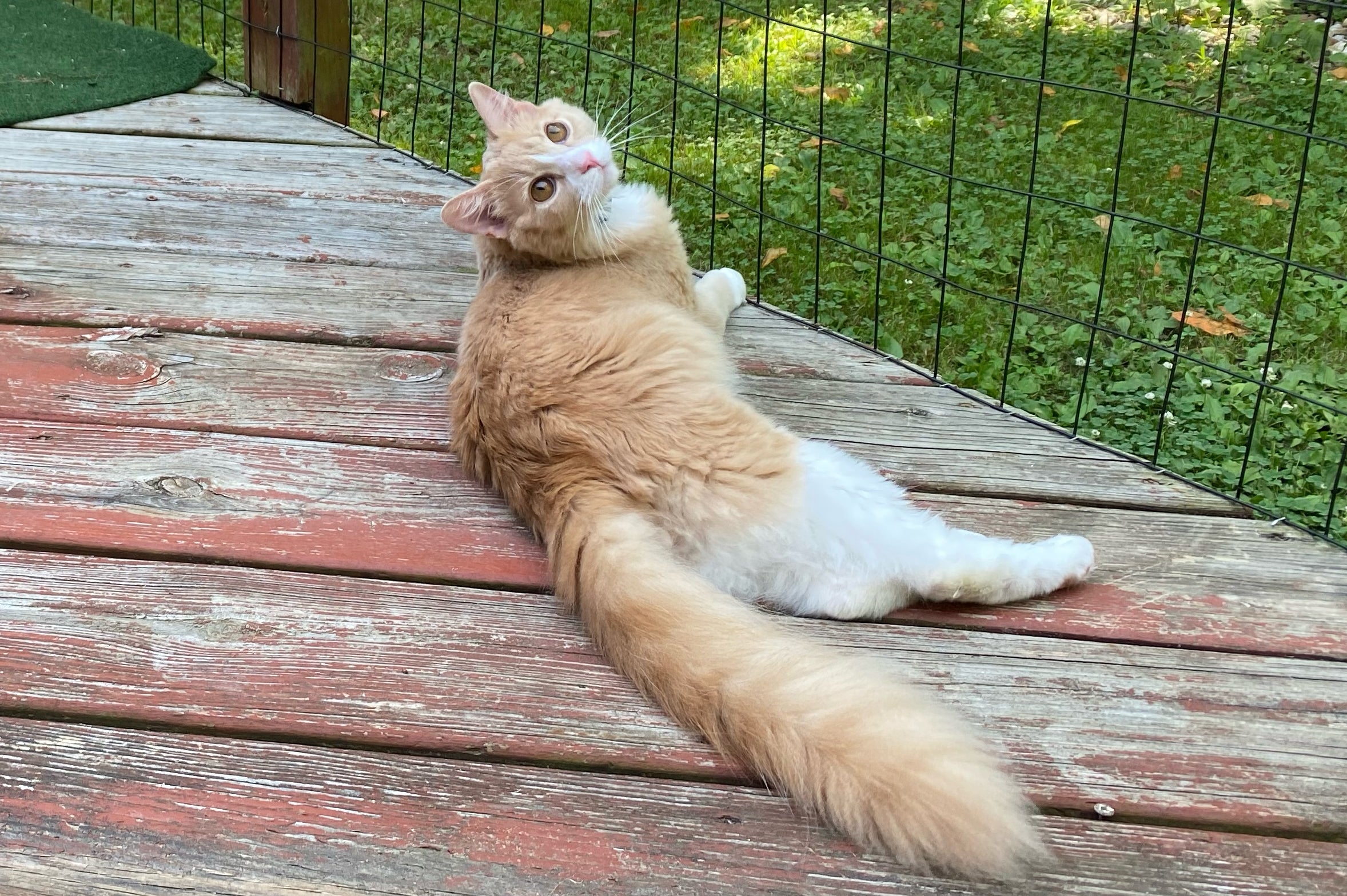 Little cat with a big quarterback name | Best Friends Animal Society