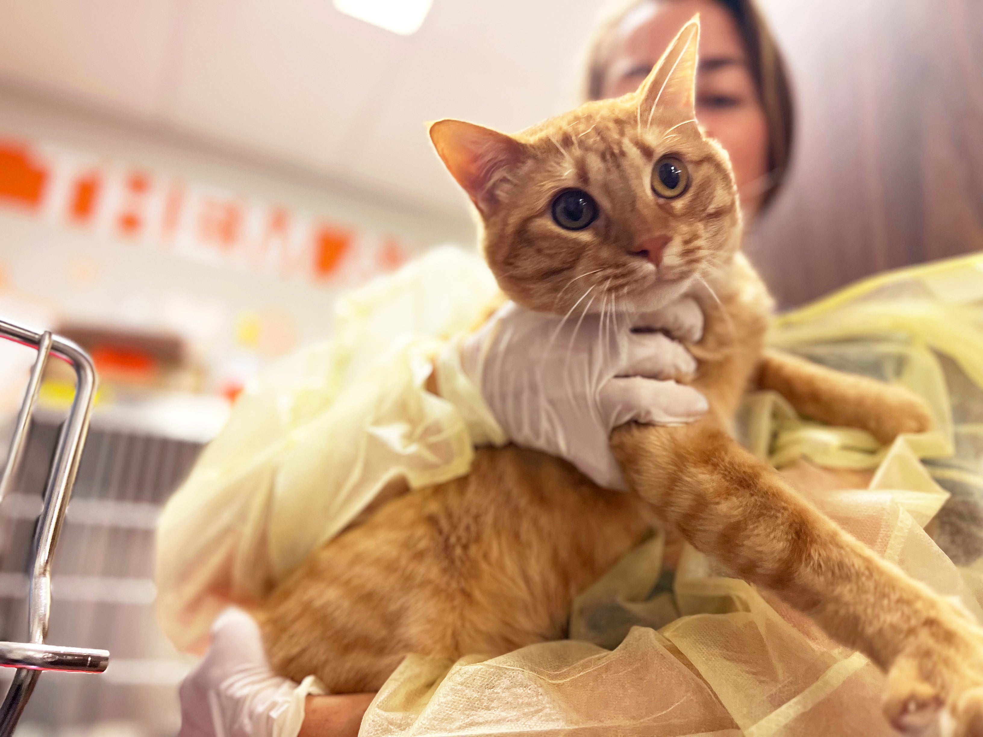 138 cats rescued in Texas | Best Friends Animal Society