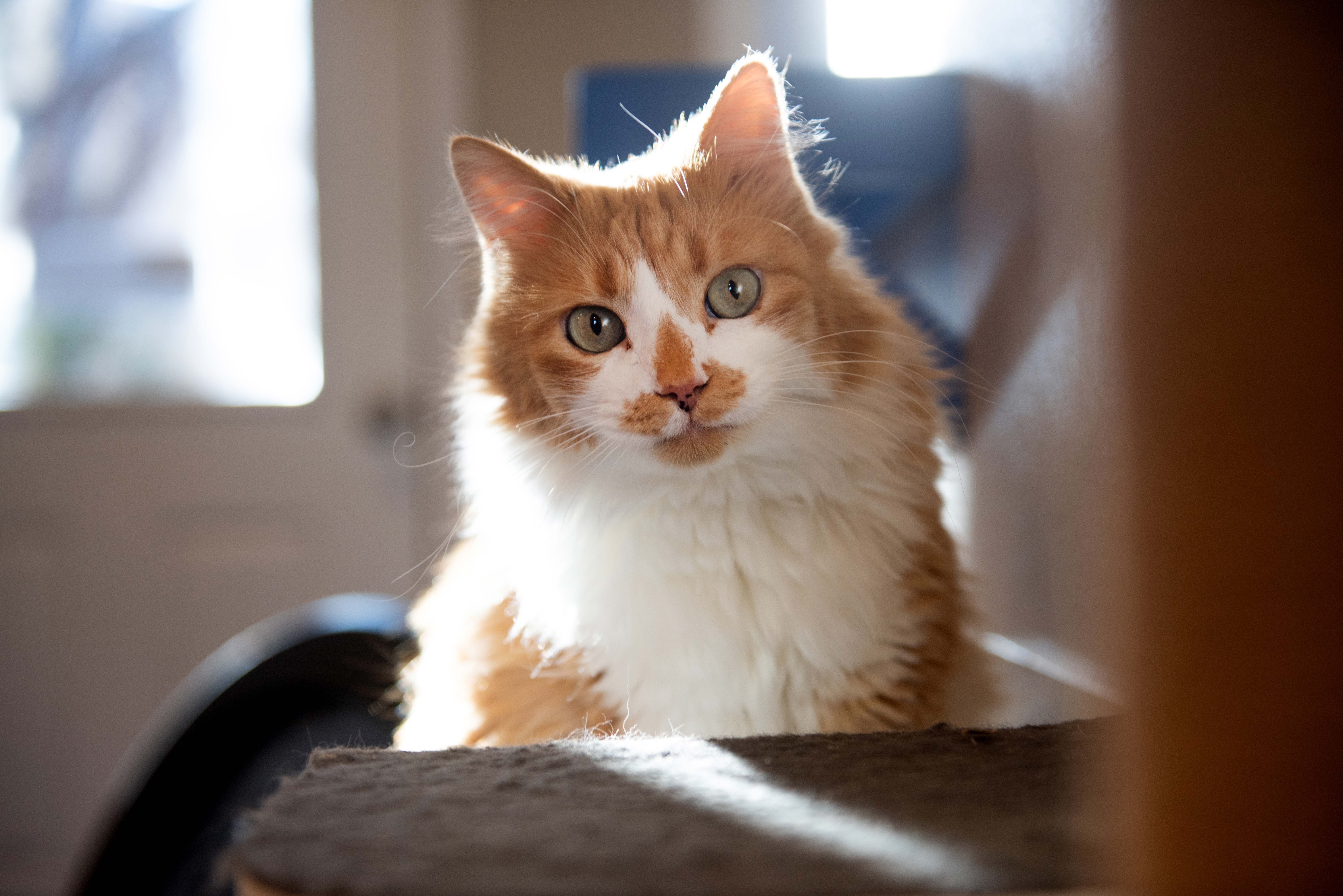 Faces of No-Kill: Senior cat teaches kittens art of play | Best Friends ...