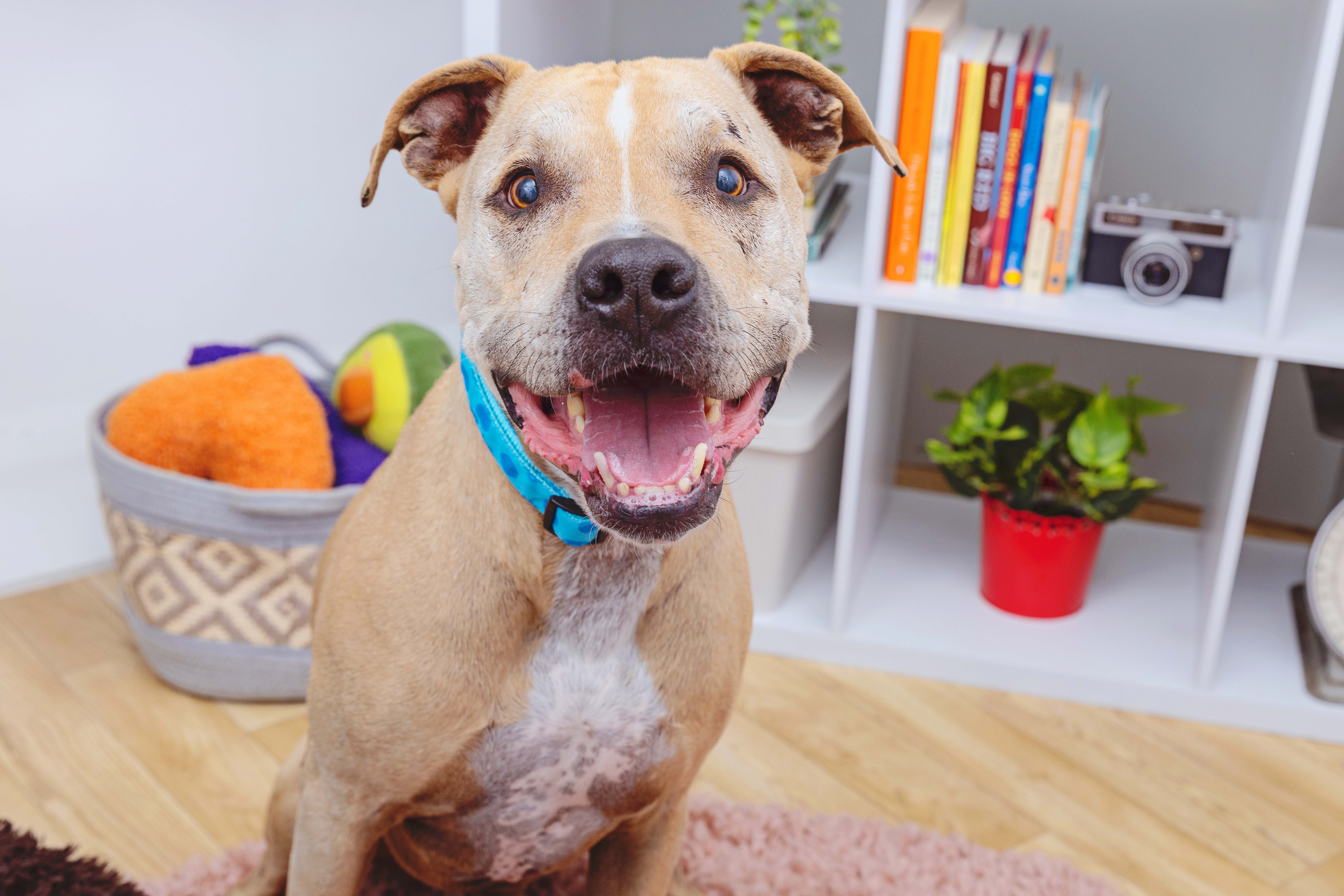 Celebrating 40 years of Best Friends together | Best Friends Animal Society