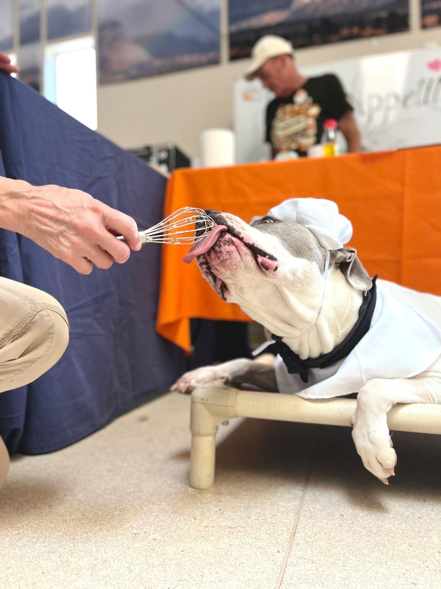 Volunteers hit the road to help animals in need | Best Friends Animal ...