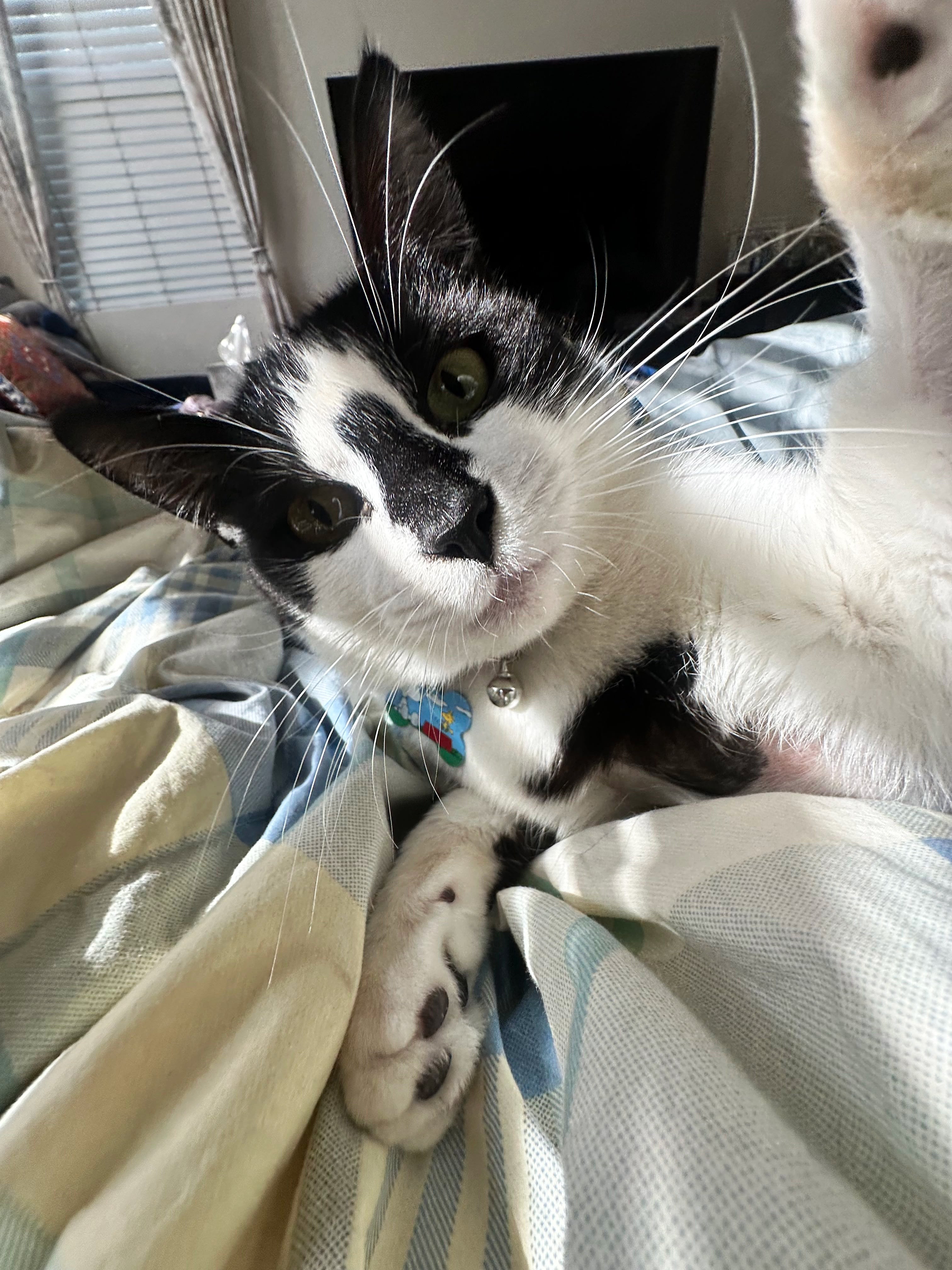 Bad luck? Black cat myths debunked | Best Friends Animal Society