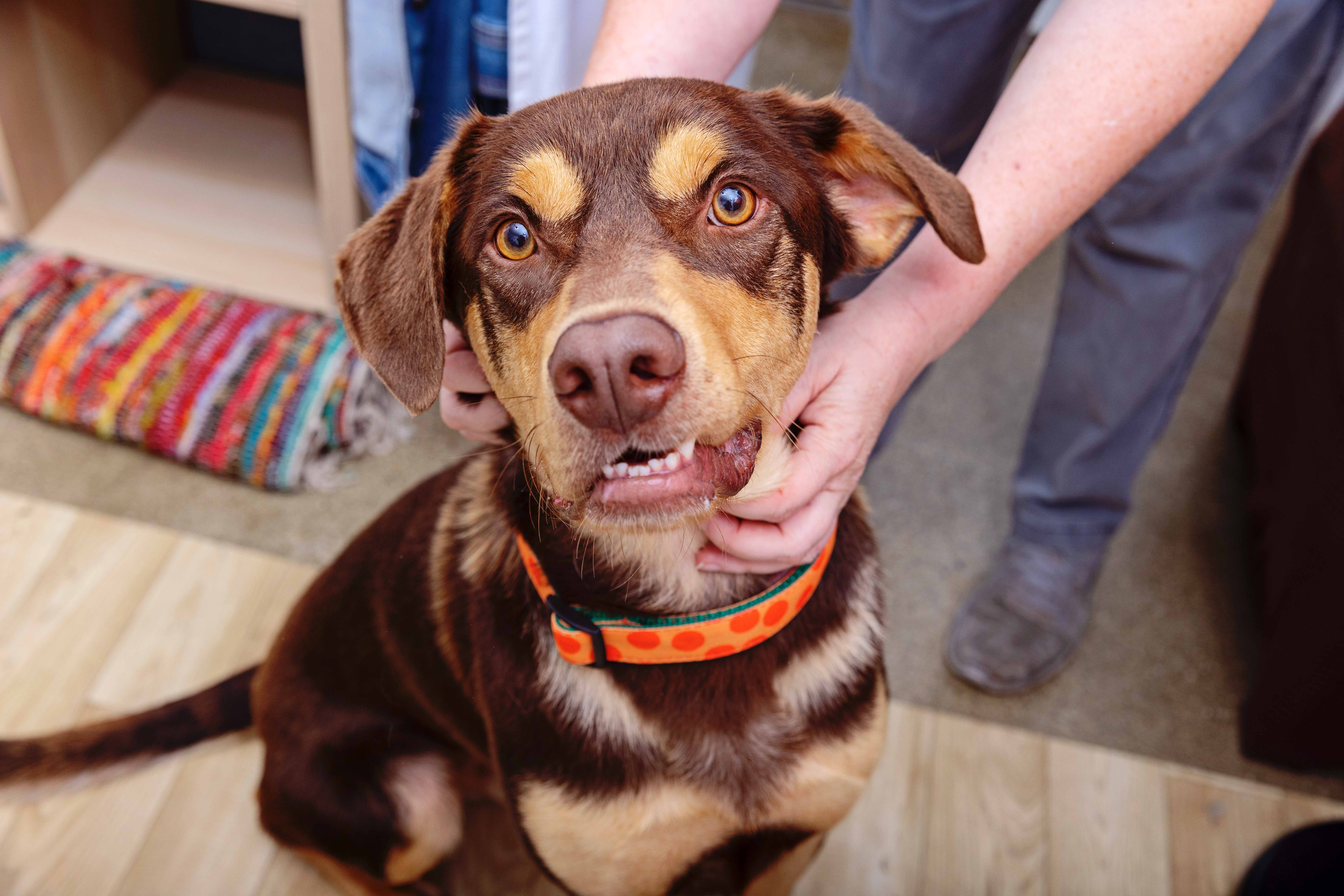 Tom Brady’s dog was adopted. Her clone wasn’t. Let’s talk about it ...