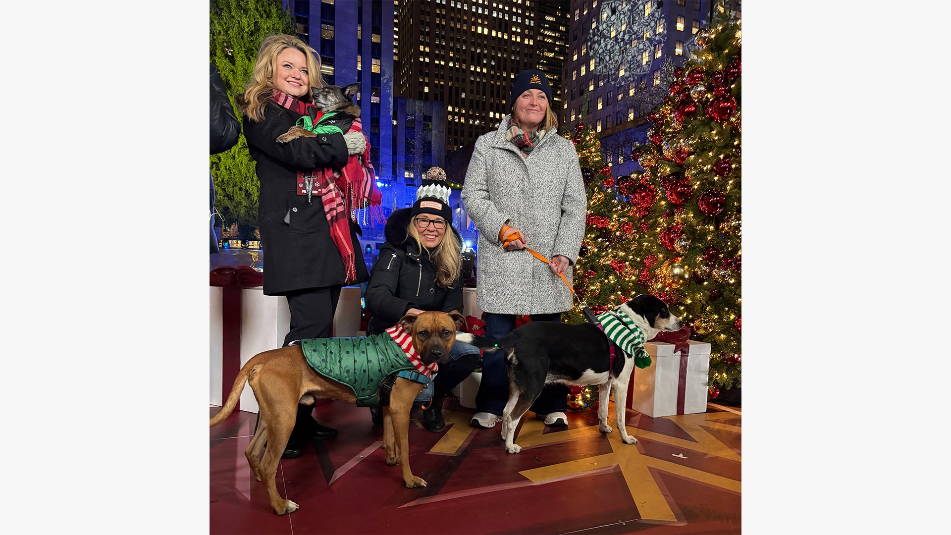 Adoptable dogs shine bright at Rockefeller tree lighting | Best Friends ...