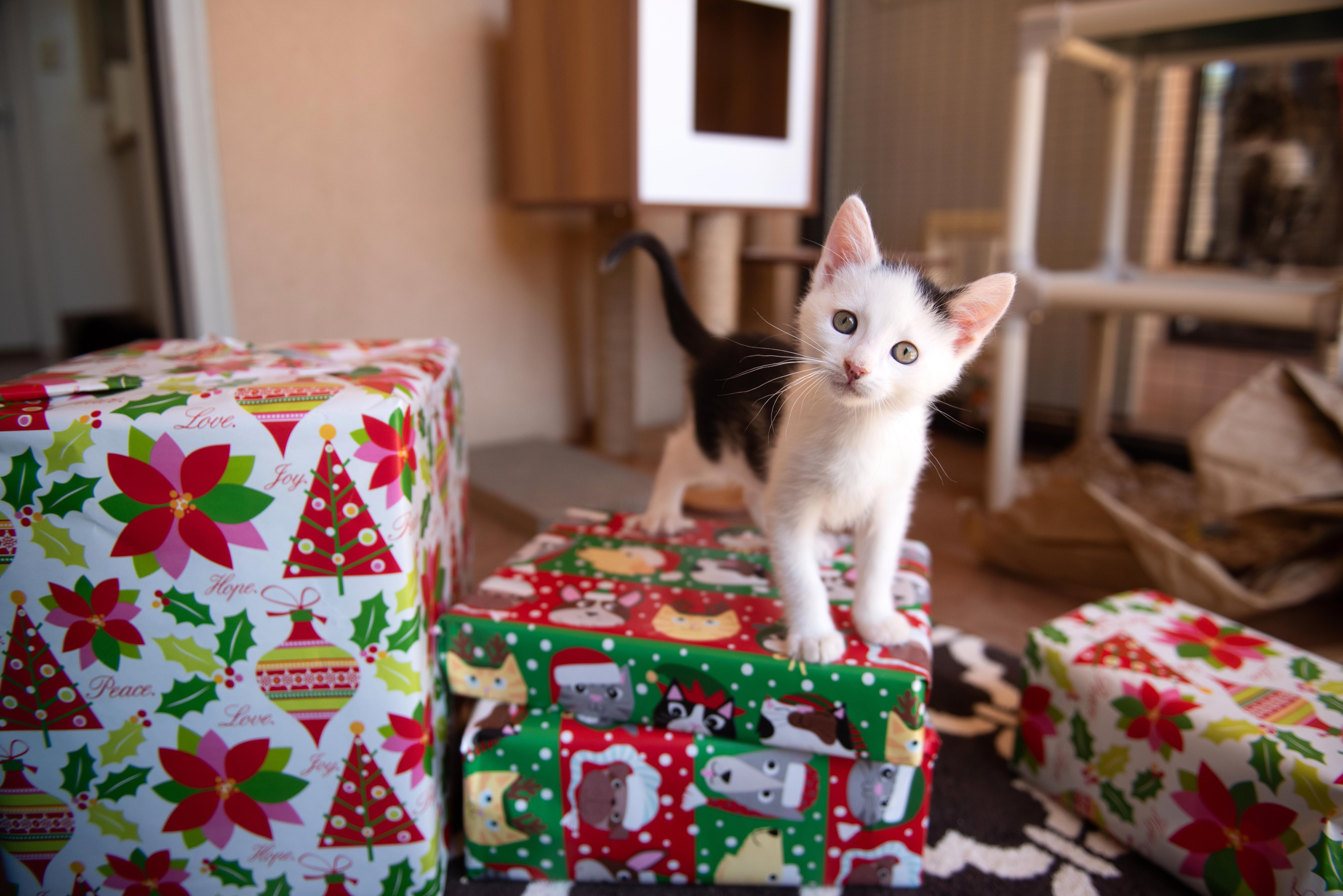 Adopt a pet from an animal shelter or rescue group | Best Friends ...