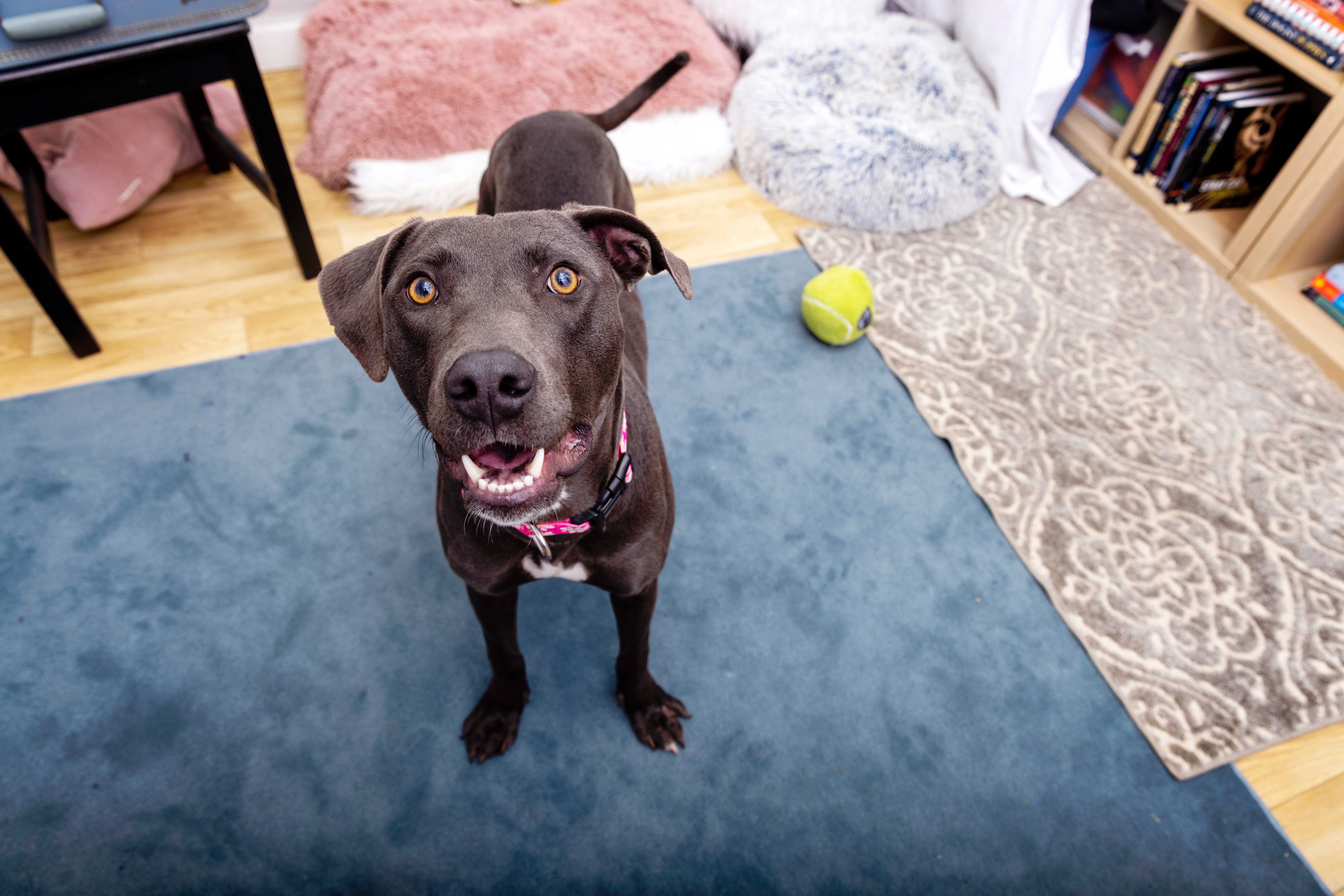 Book reviews: Meet these crime-solving canines | Best Friends Animal ...