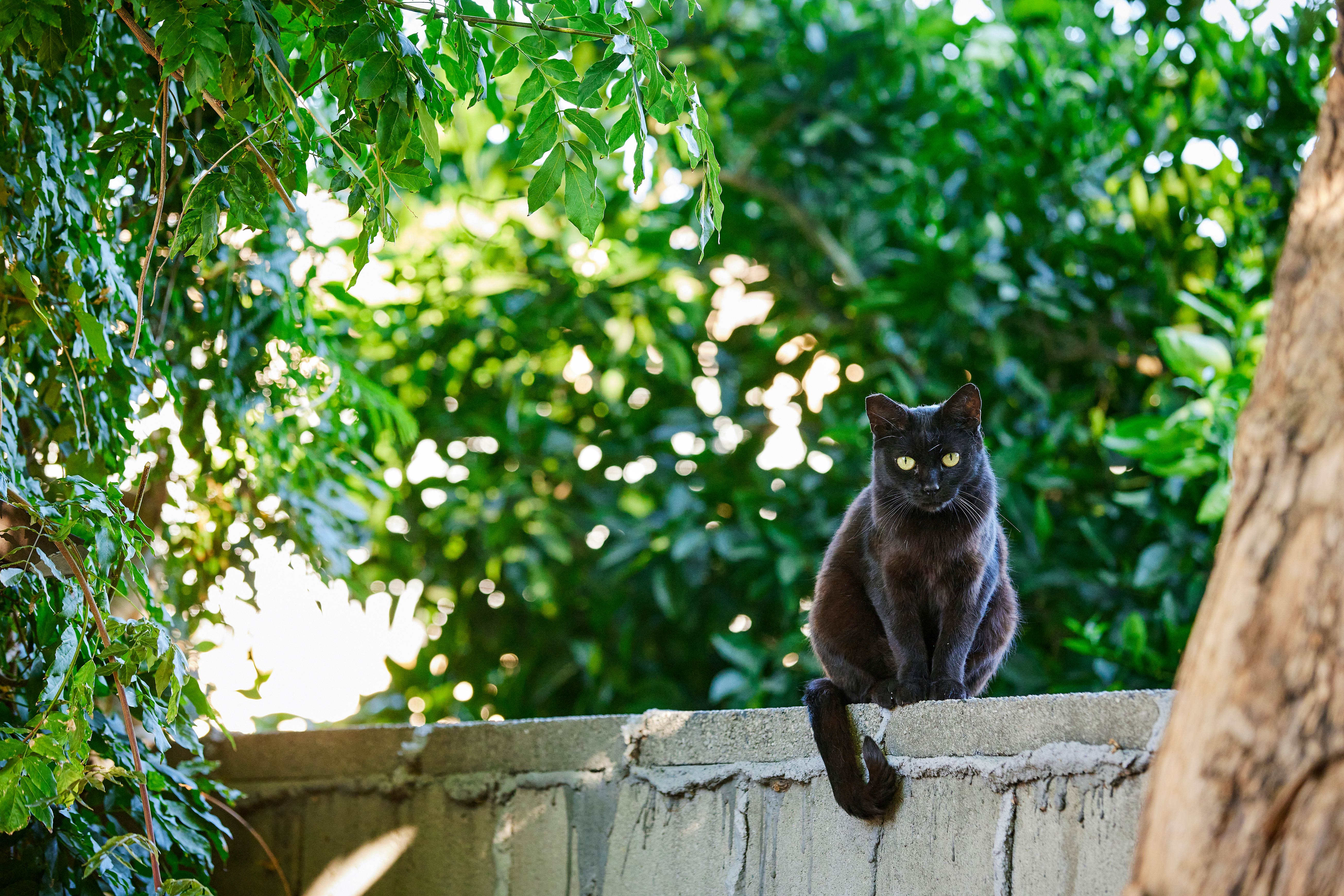 From dog devotee to cat crusader | Best Friends Animal Society