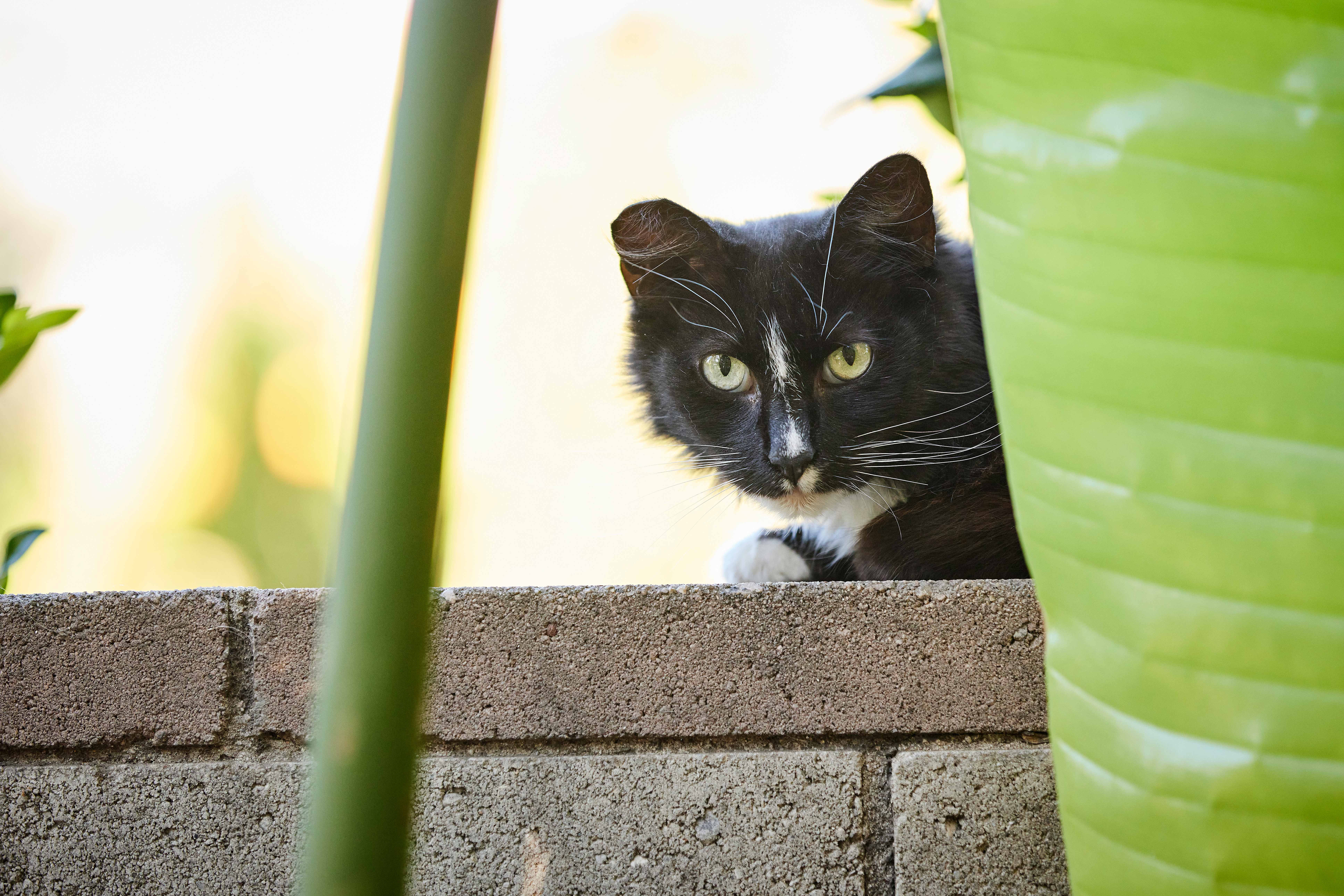 Virginia shelter shines when it comes to saving cats | Best Friends ...