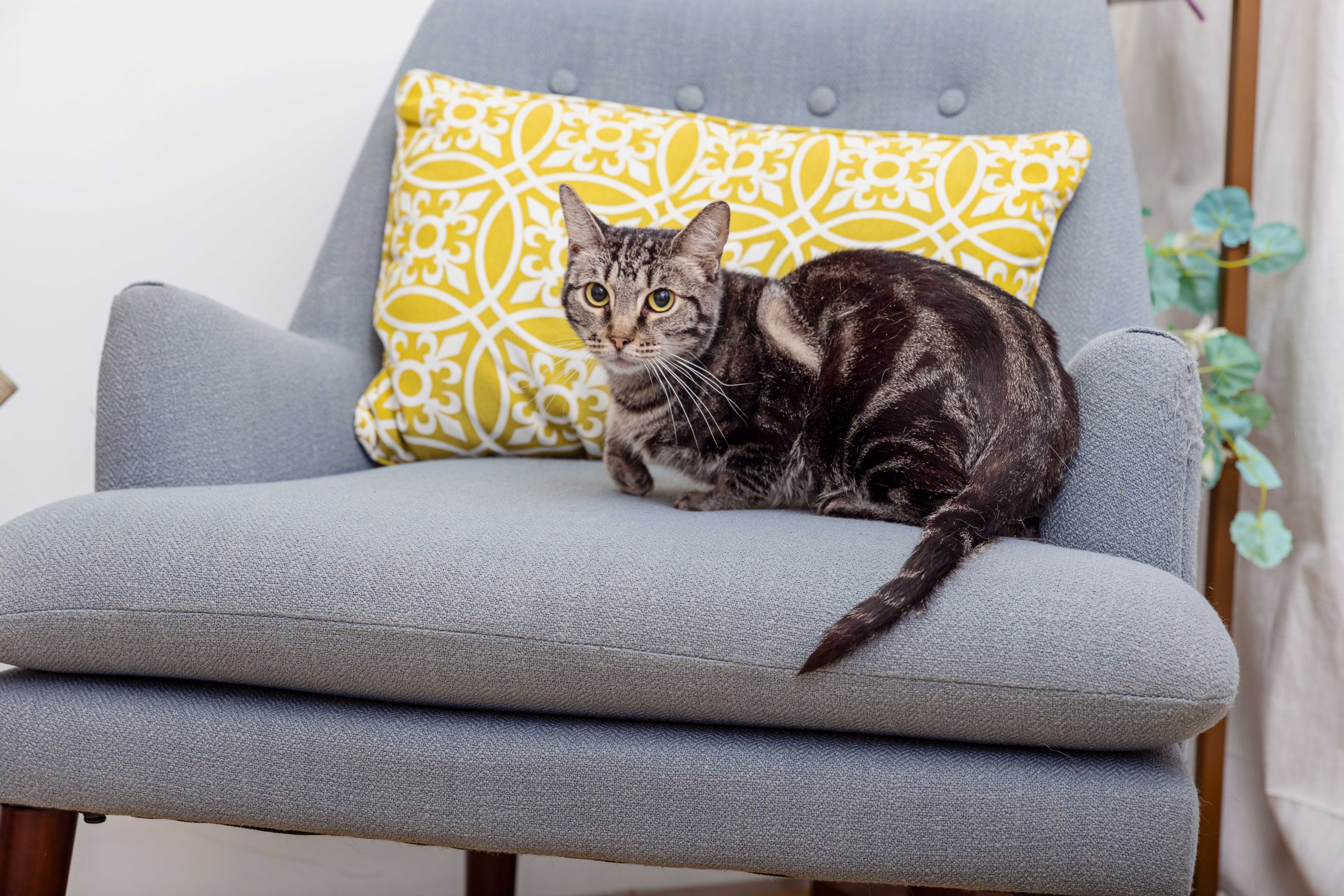 Pet adoptions that were meant to be | Best Friends Animal Society