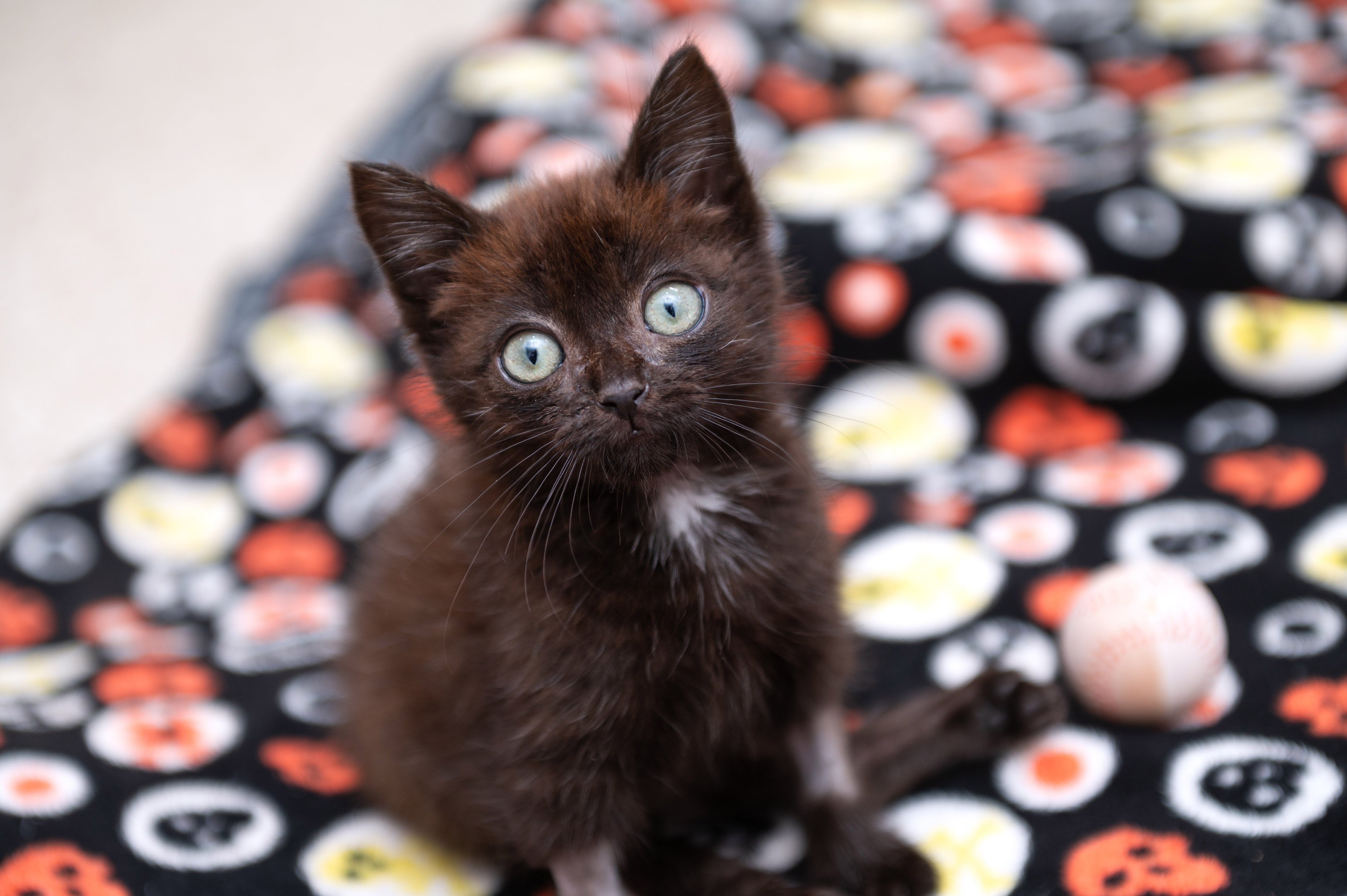 Kitten who’s paralyzed thrives with love | Best Friends Animal Society