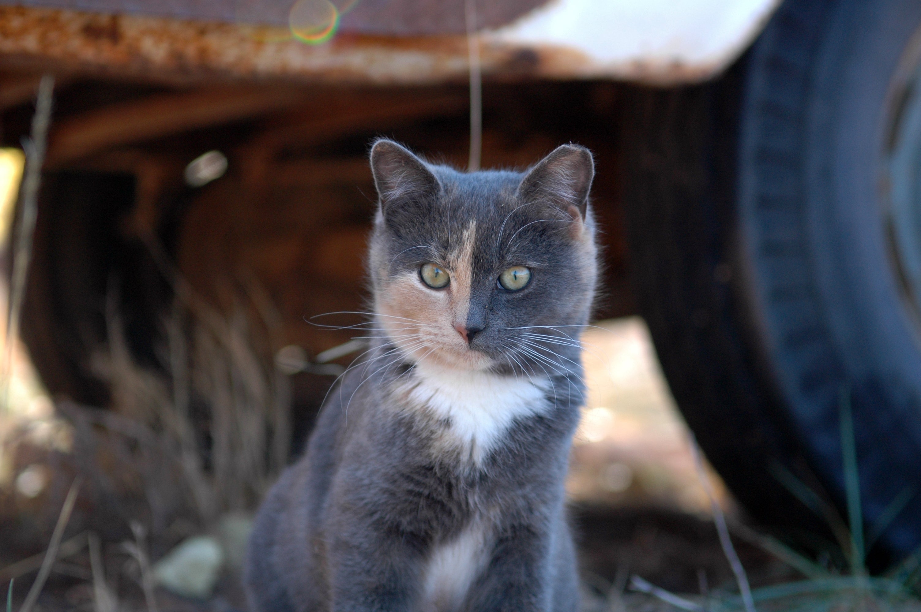 Community cats: The Tweety vs. Sylvester debate | Best Friends Animal ...