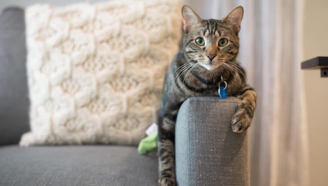 Little Lions becomes king of the New York jungle | Best Friends Animal ...