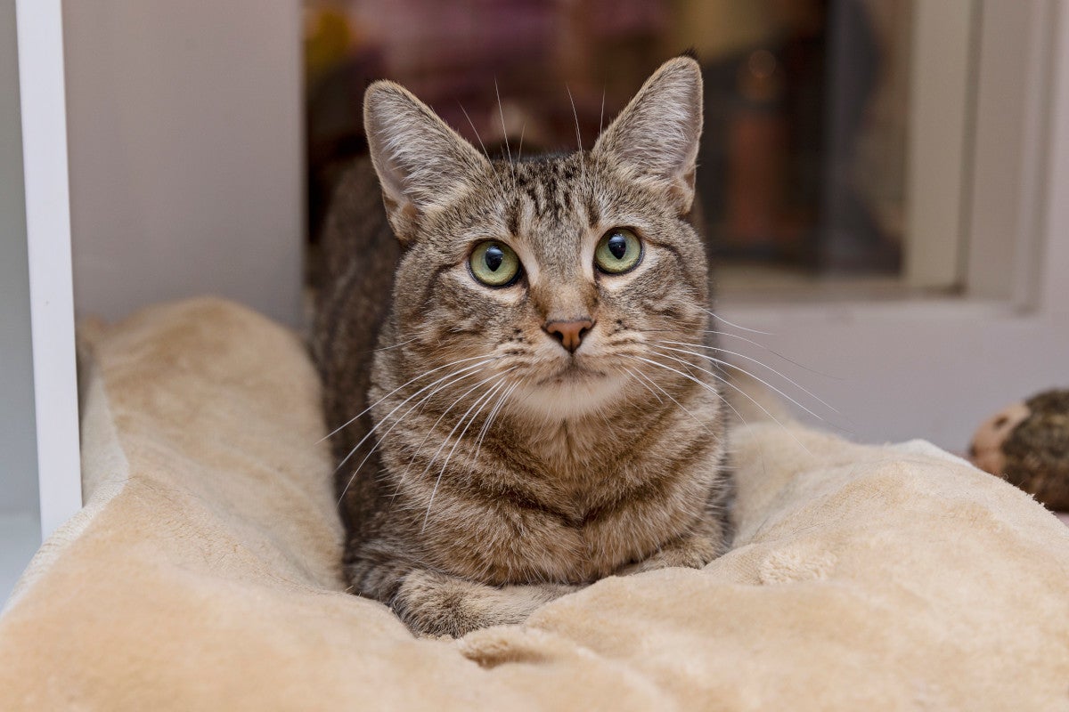Home and loving it: Stories of adopted pets | Best Friends Animal Society