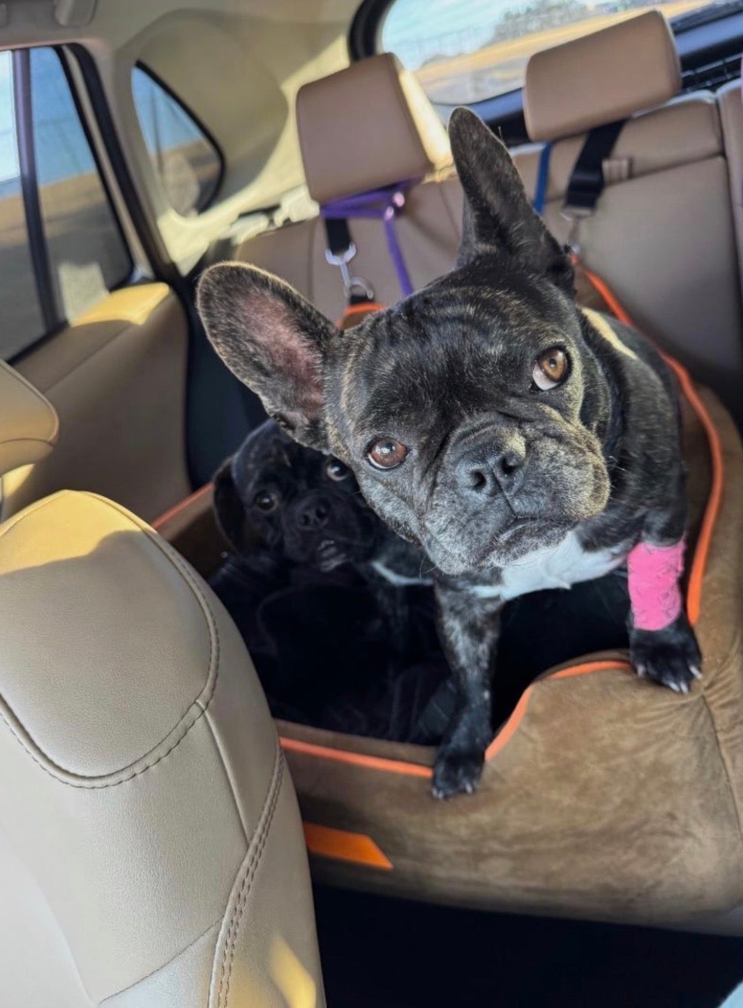 Everyday compassion: Communities helping pets | Best Friends Animal Society