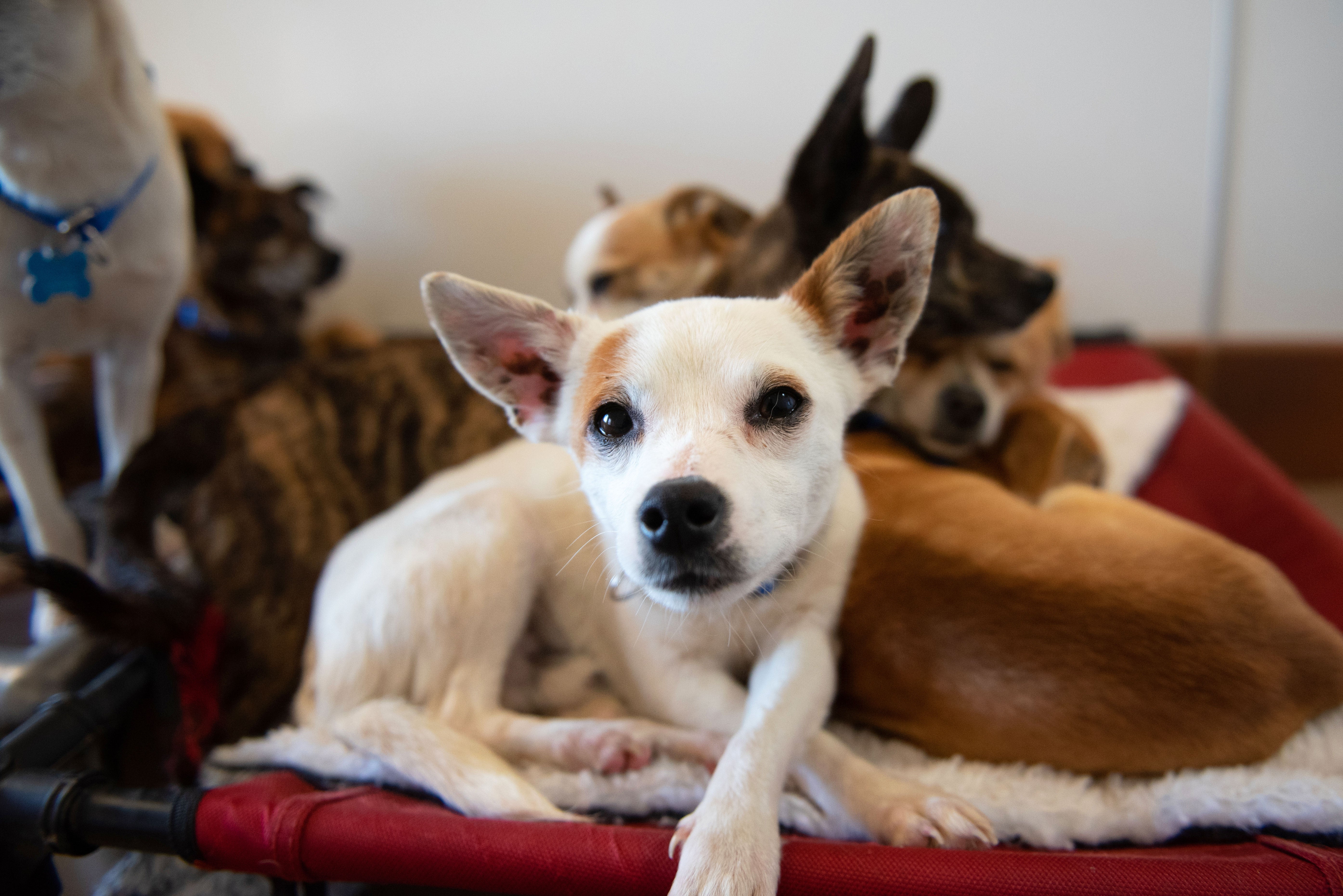 27 dogs and cats find sanctuary at Best Friends | Best Friends Animal ...