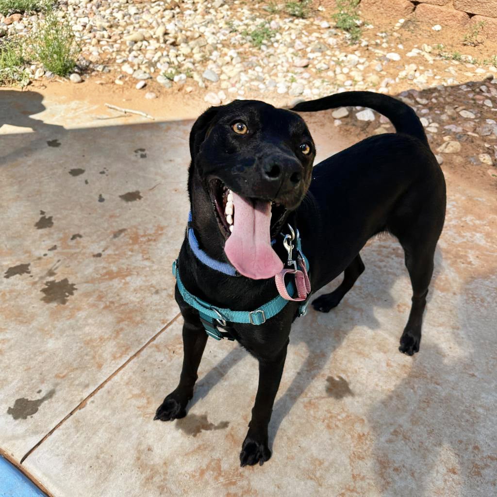Watch a dog’s first day out after surviving distemper | Best Friends ...