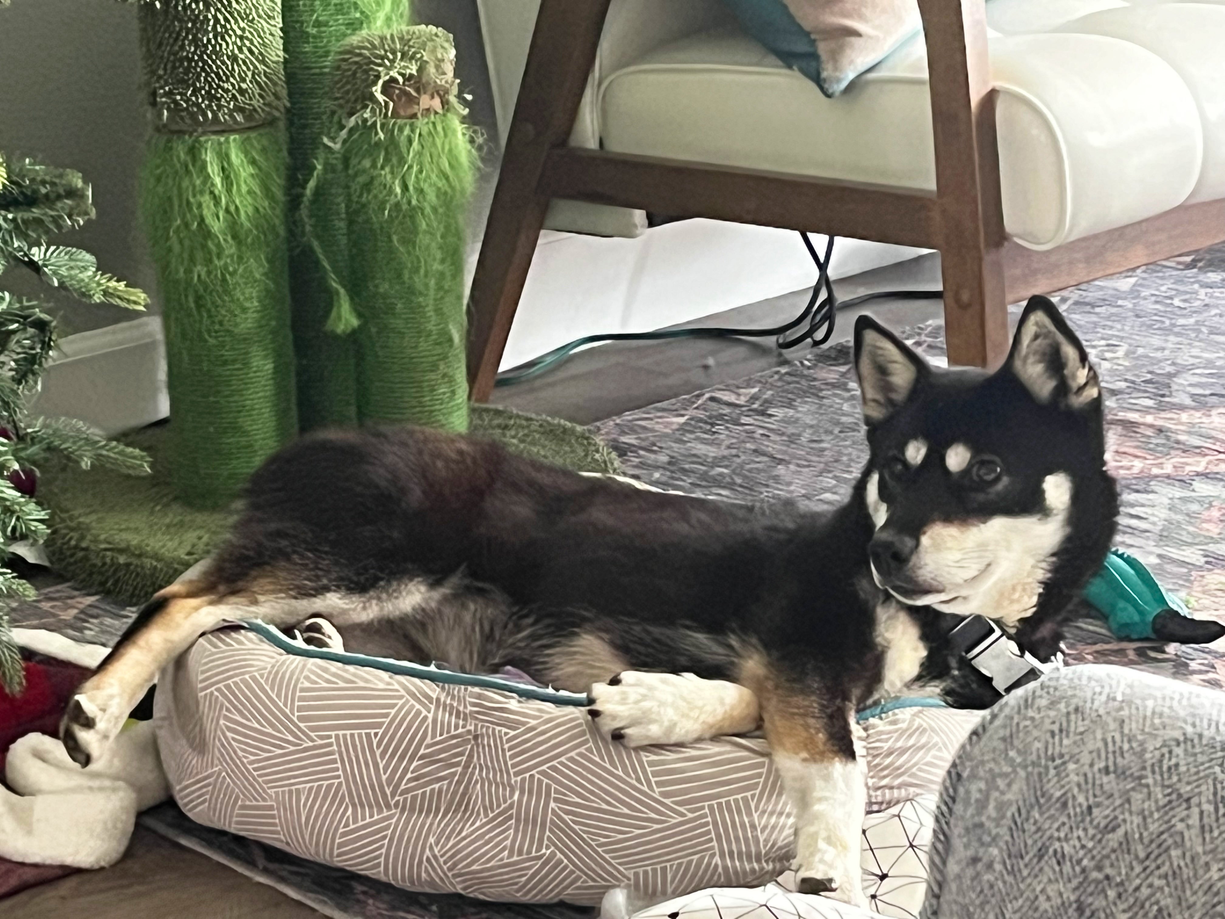 Dog with traumatic past has a bright future at home | Best Friends ...