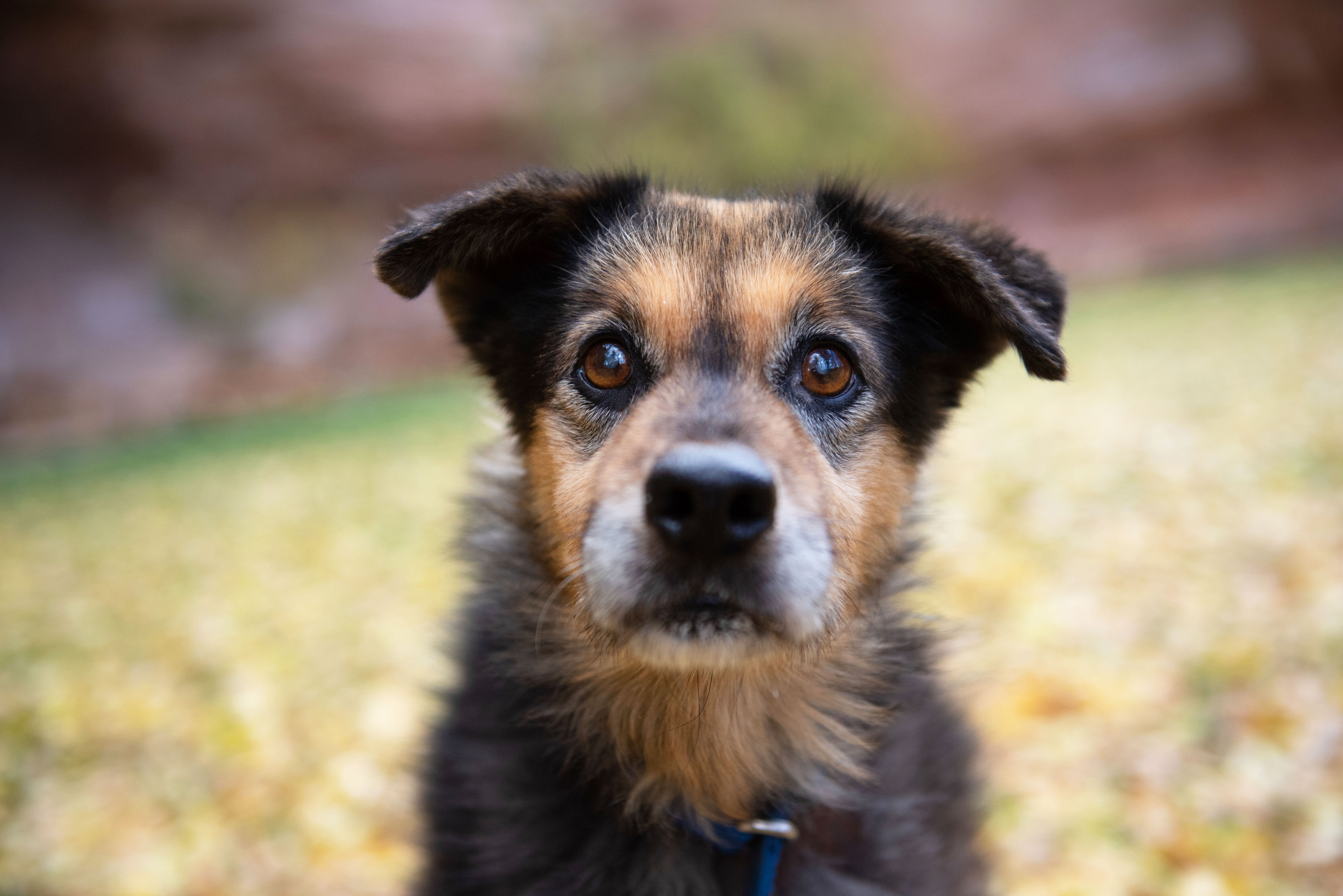 Old dog is a diamond in the rough | Best Friends Animal Society