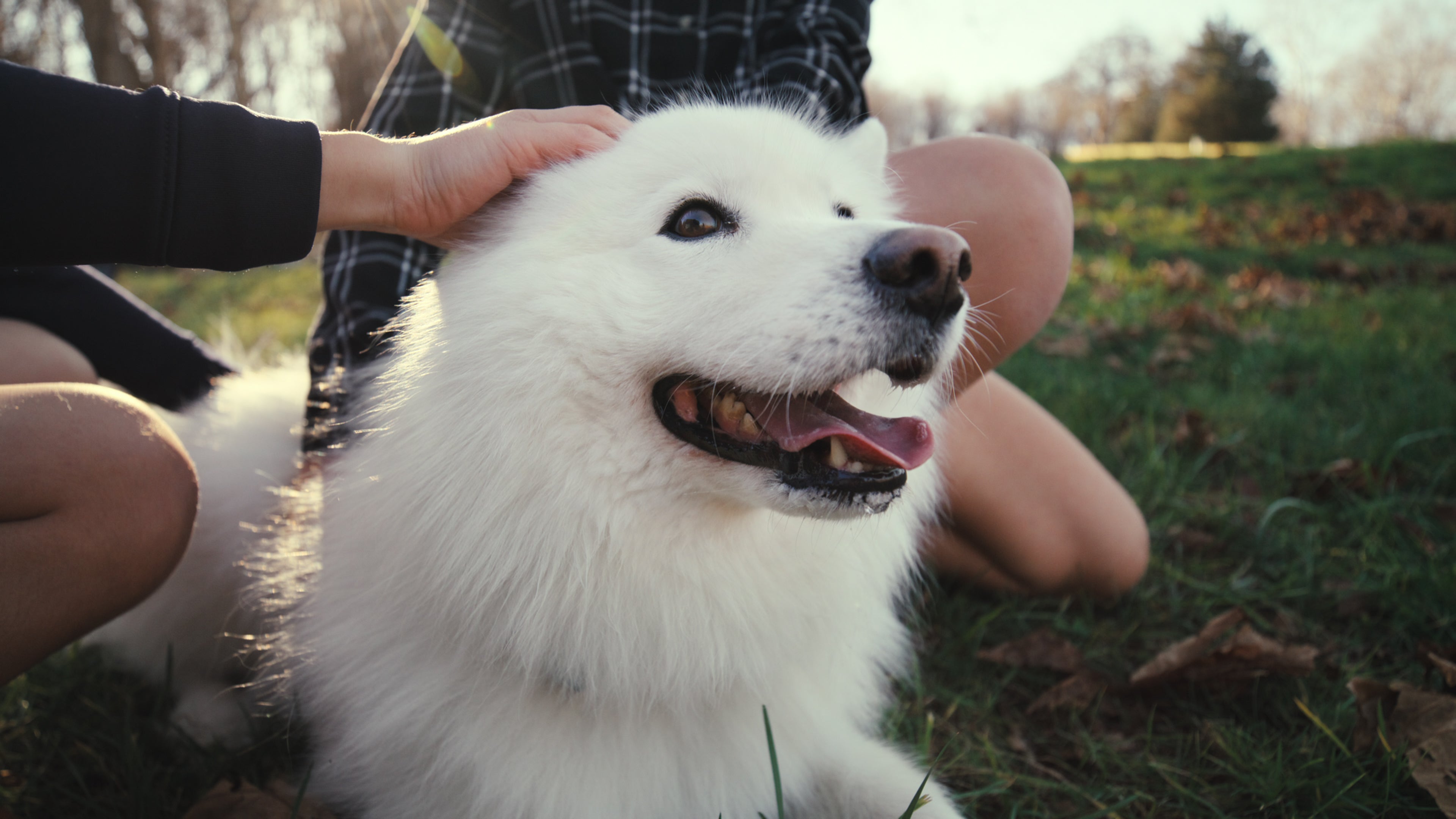 Why people love dogs — and they love us right back | Best Friends ...