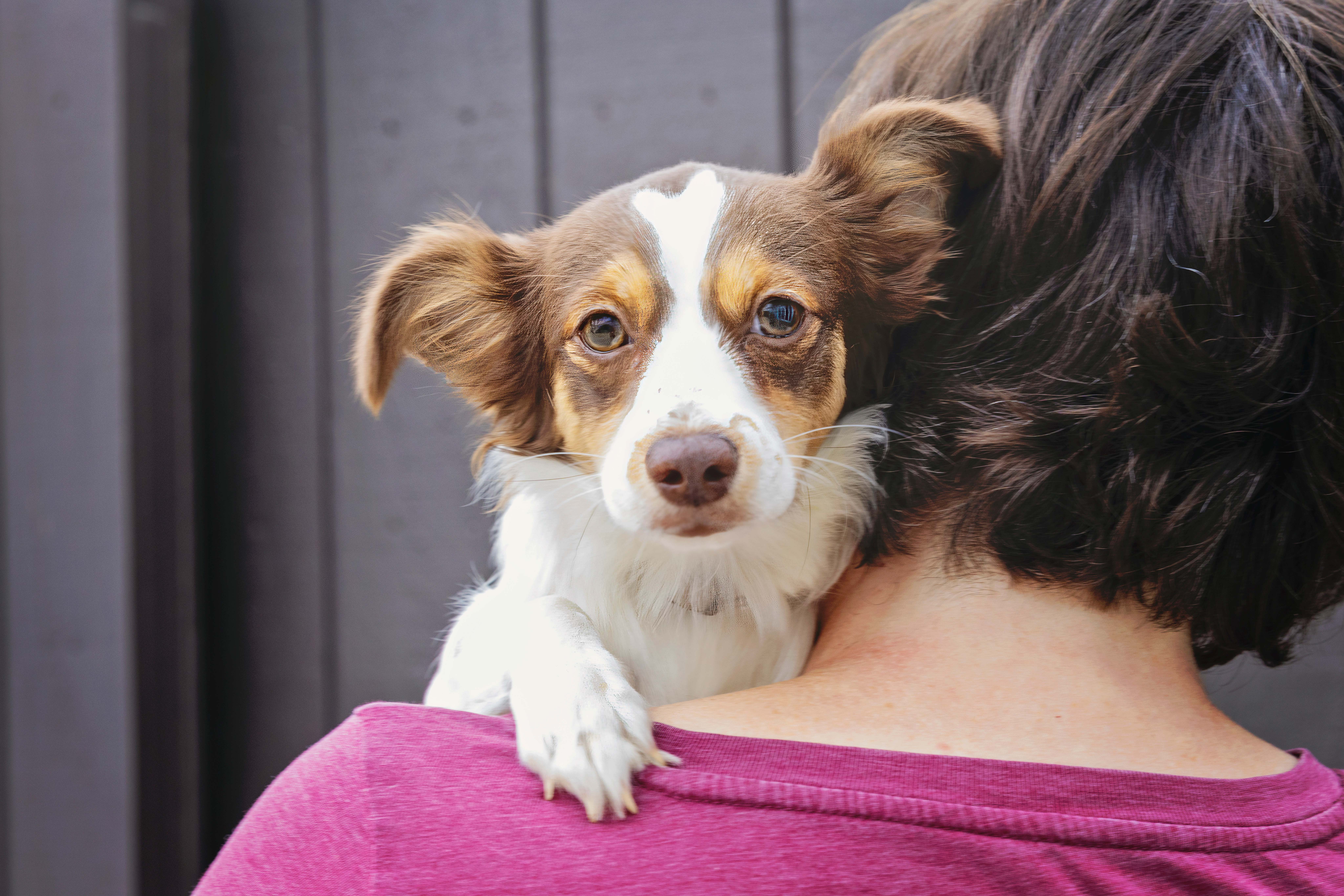 Pets win big with laws that save lives | Best Friends Animal Society