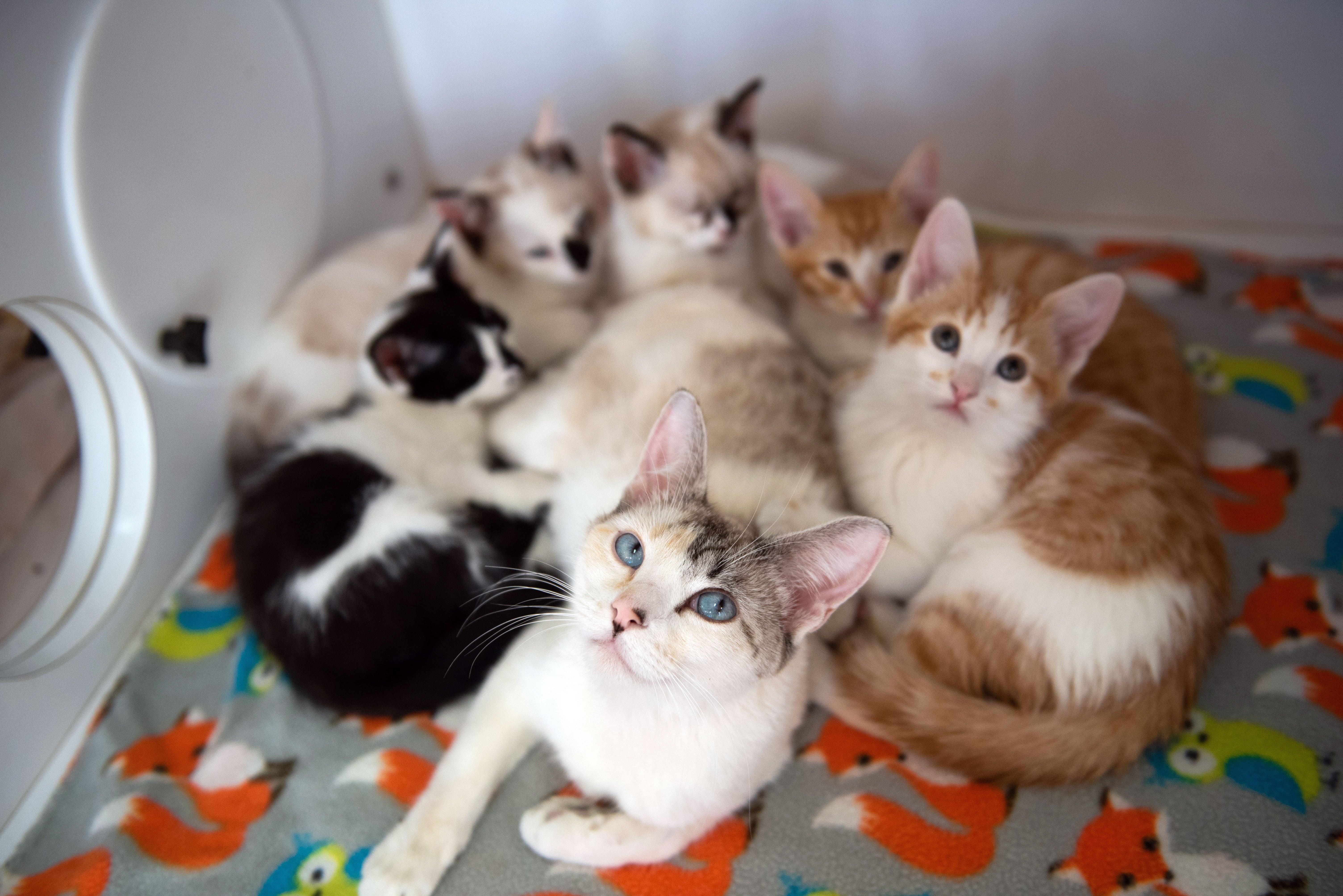It's kitten season! | Best Friends Animal Society