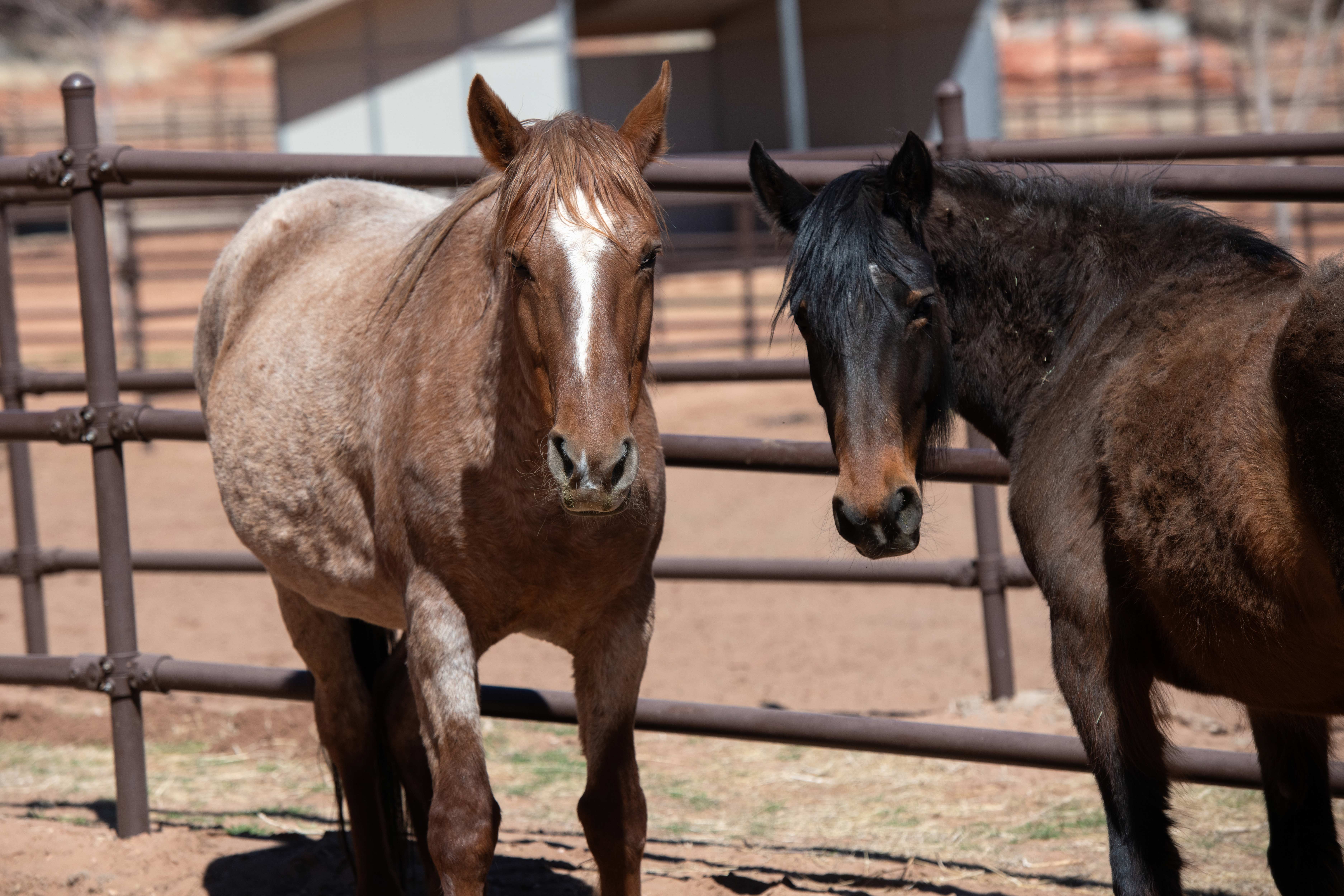 How 2 horses went from stranded survivors to friends | Best Friends ...