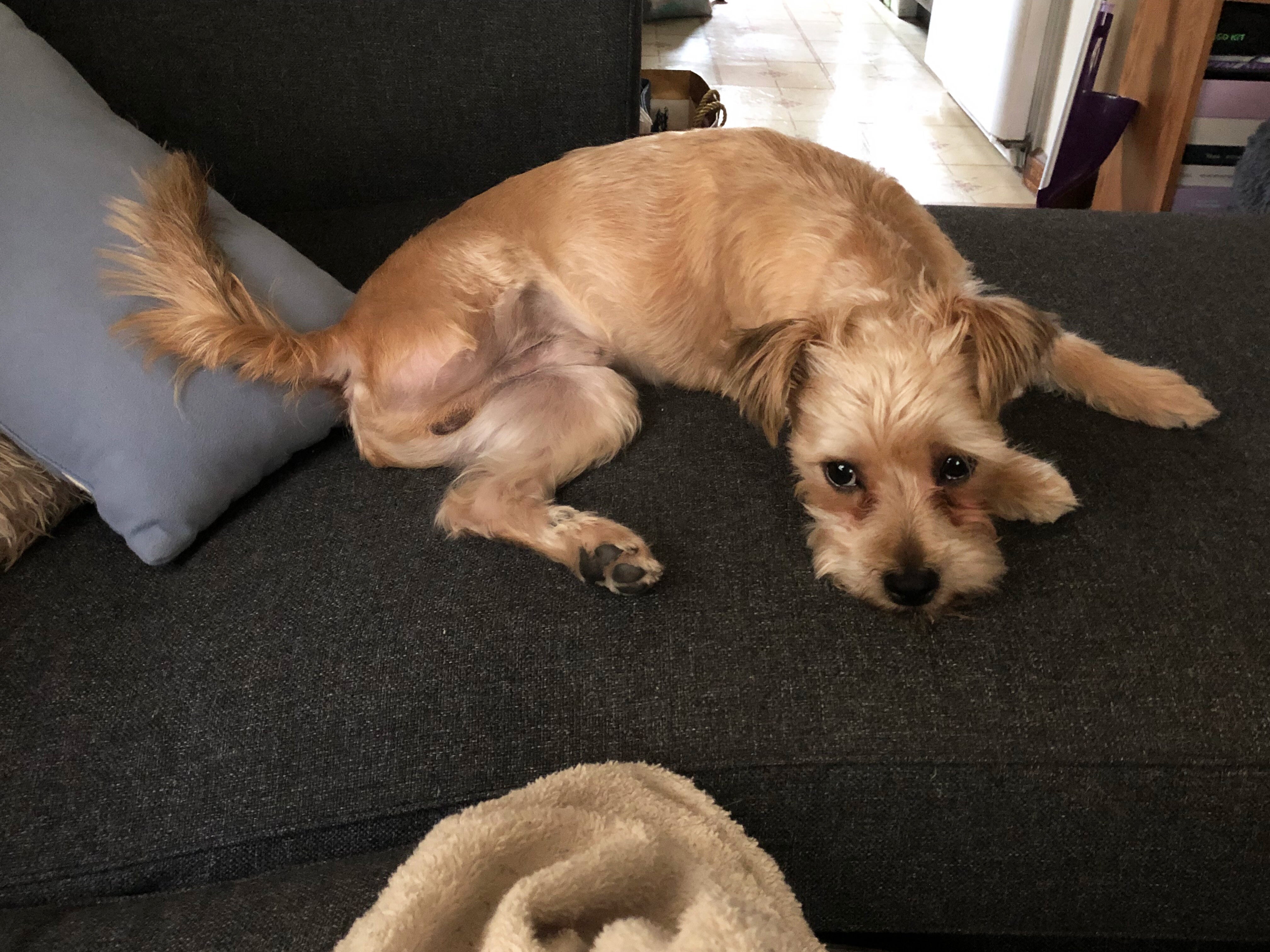 Lifesaving tales: The joy of fostering pets | Best Friends Animal Society