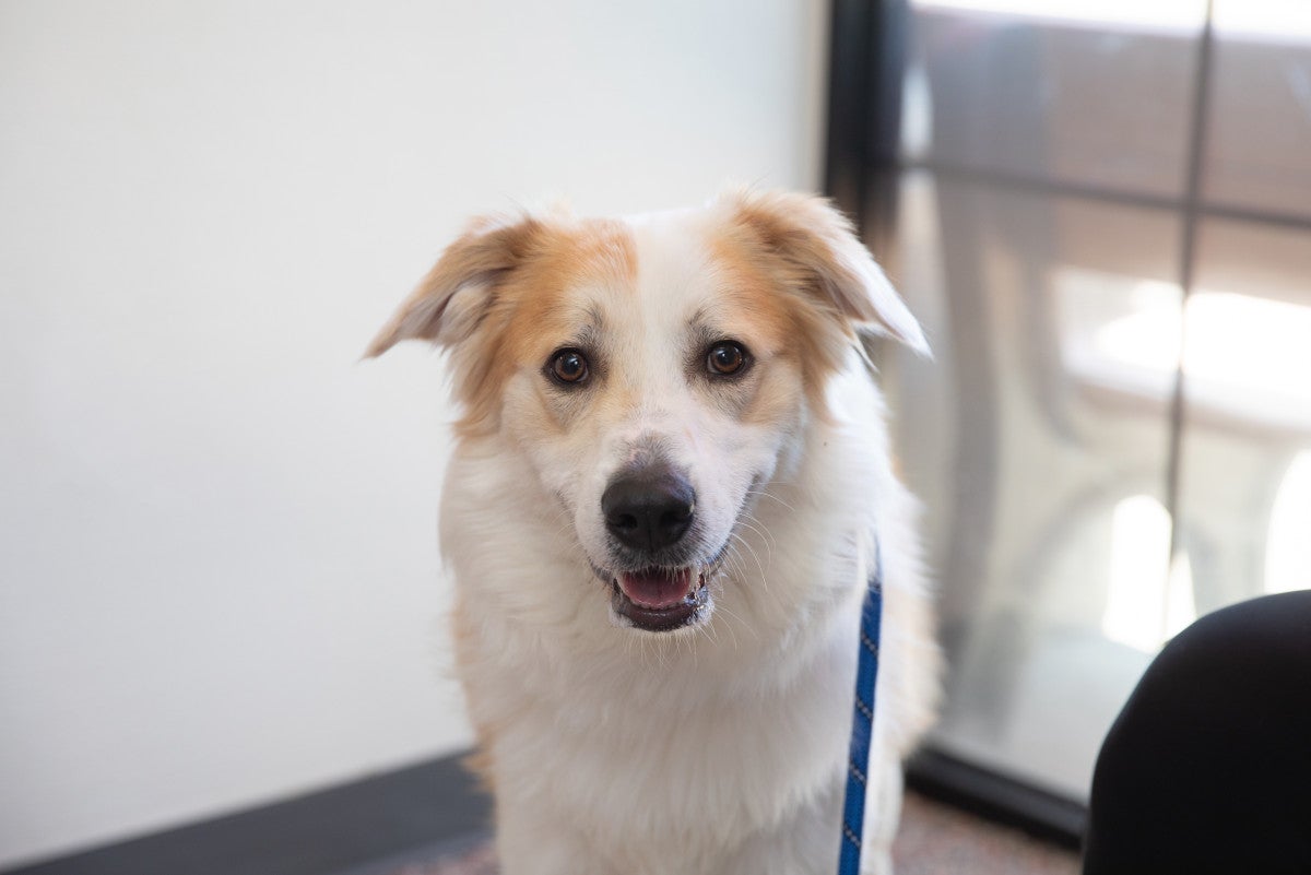 Shelters get creative to showcase adoptable pets | Best Friends Animal ...