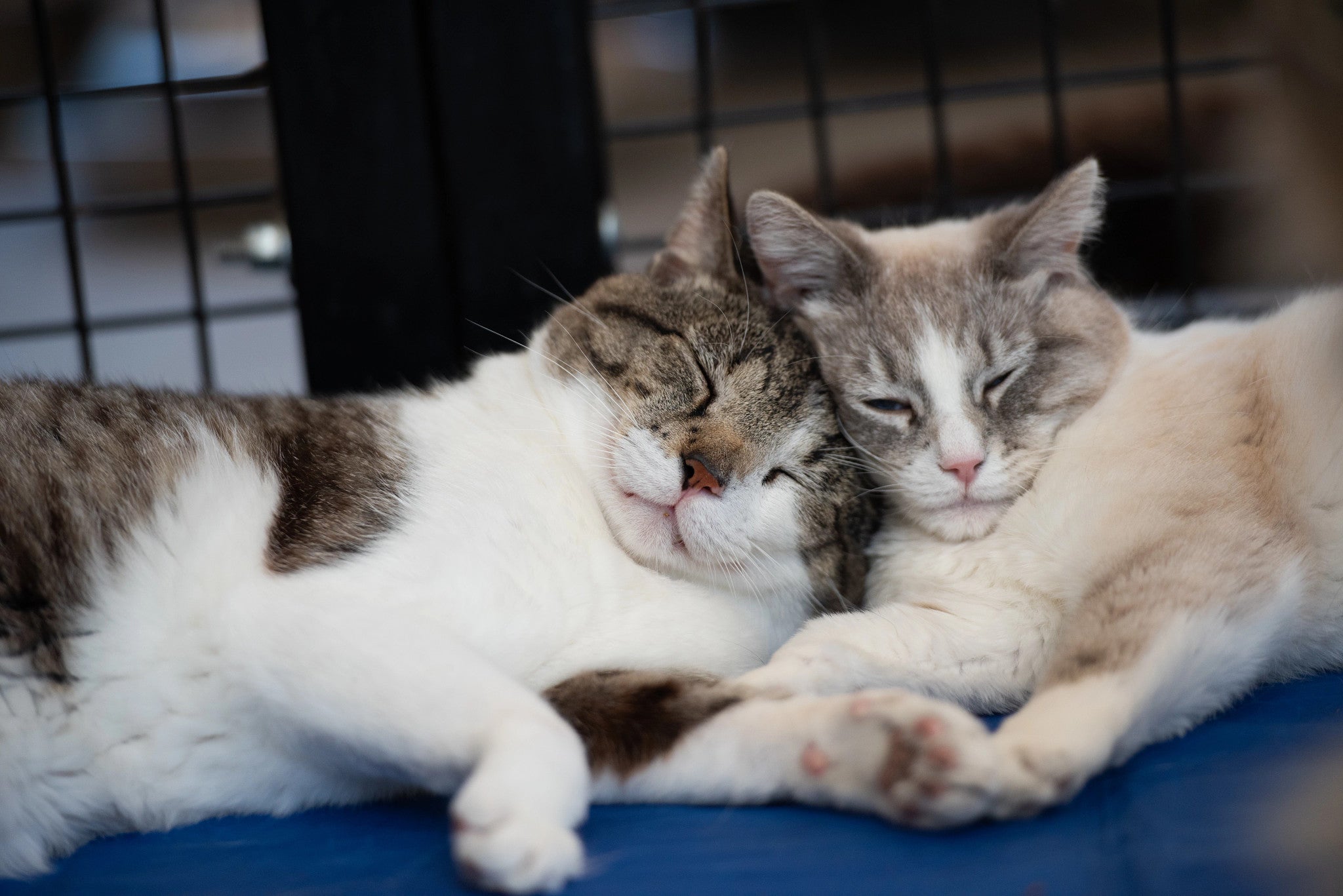 Faces of No-Kill: 71 cats find love and healing | Best Friends Animal ...