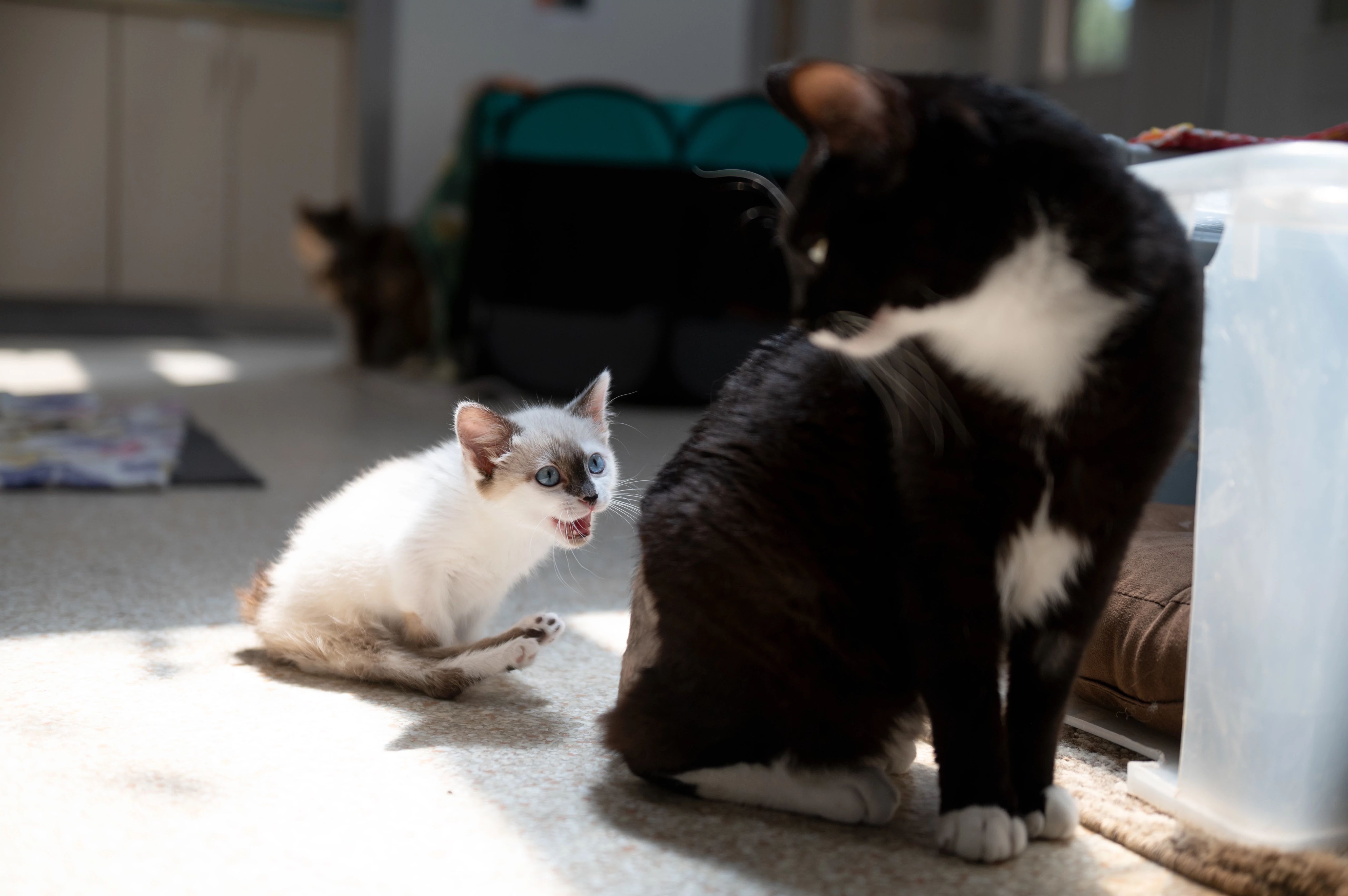 Cats pamper kitten with purrs | Best Friends Animal Society