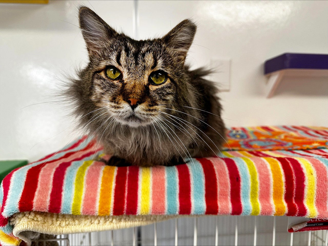 Cat goes from hissy to happy once he’s feeling healthy | Best Friends ...