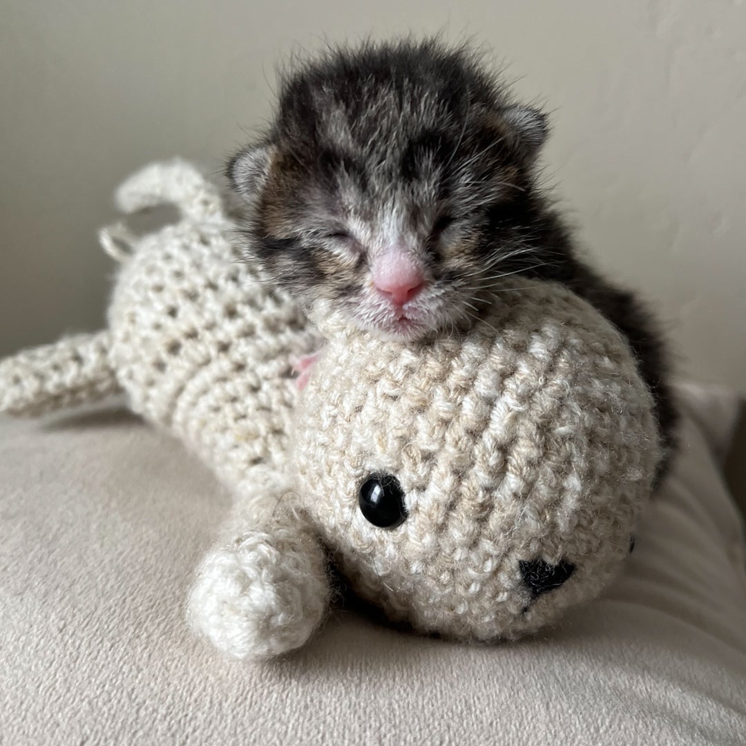 Bubbly kitten thrives after emergency C-section | Best Friends Animal ...