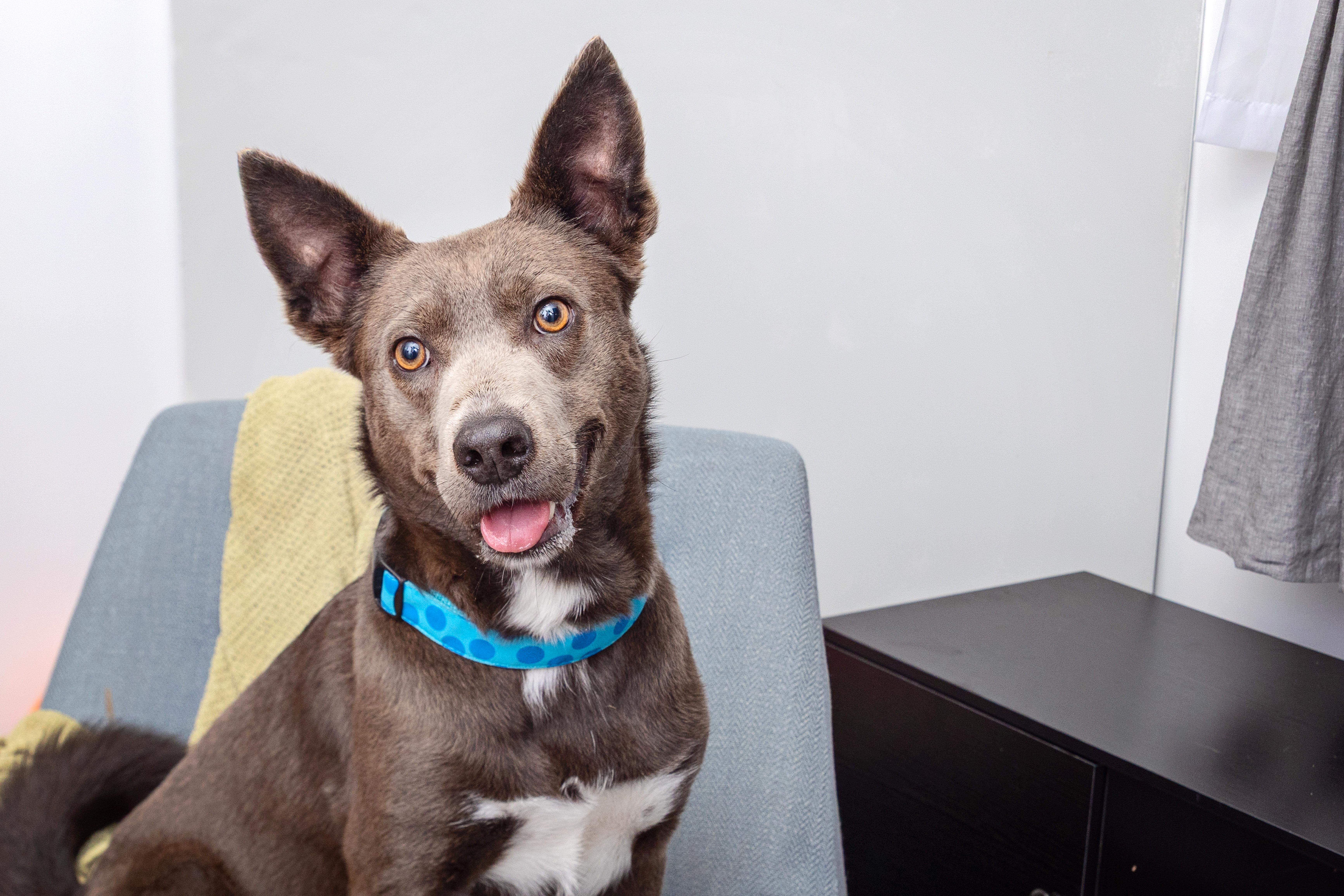 Promoting Animal Welfare & Pet Adoption | Best Friends Animal Society