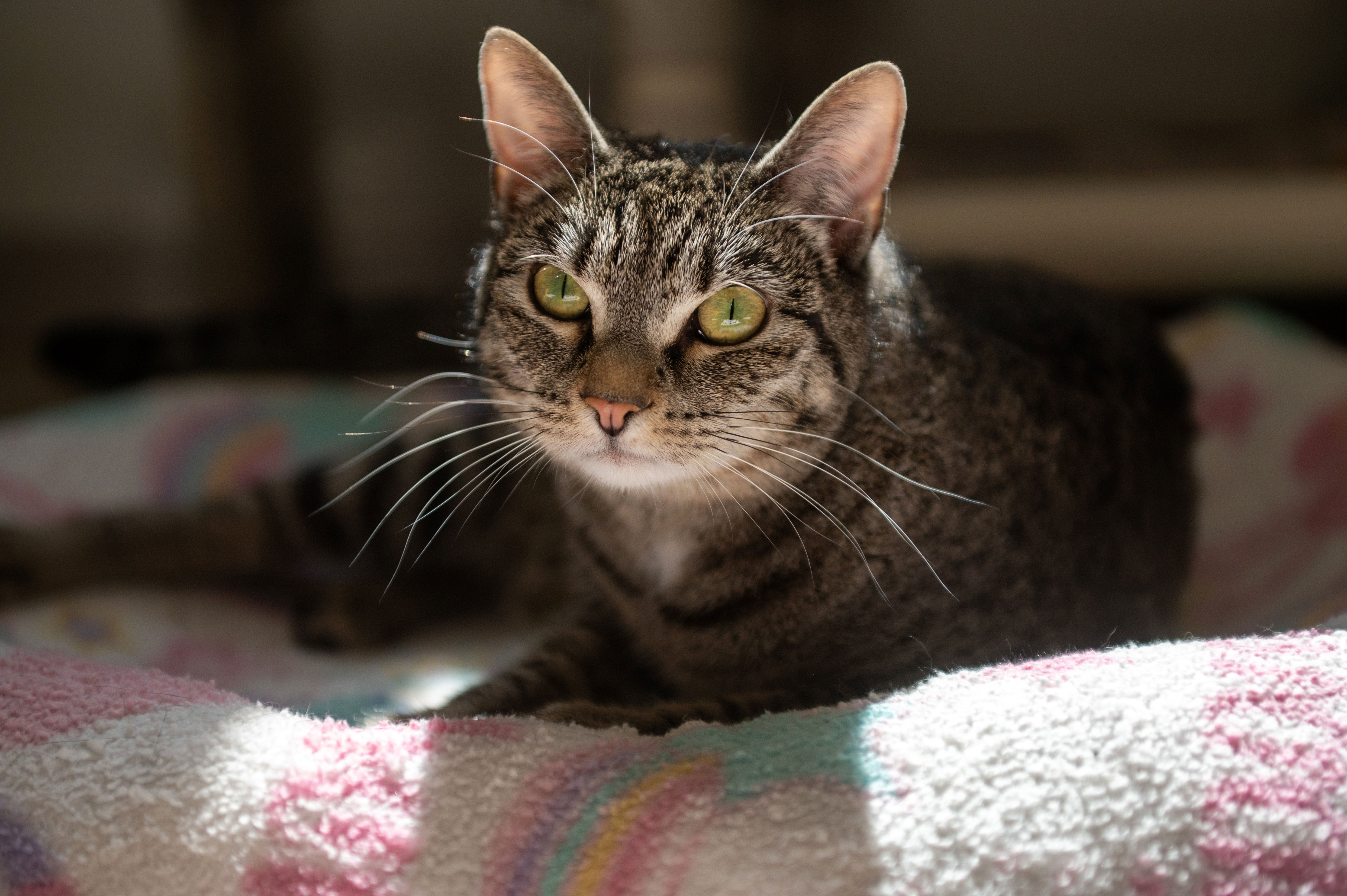 How a cat named Flora got her second chance | Best Friends Animal Society