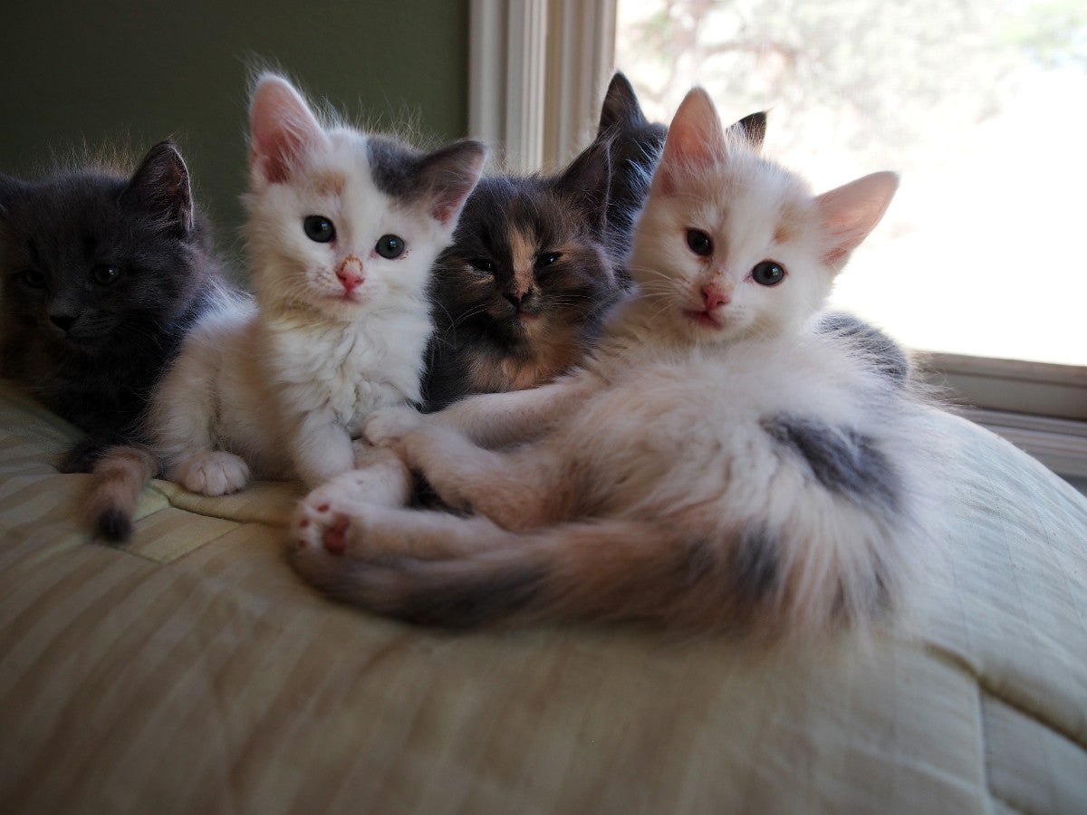 Top 10 reasons to foster a pet | Best Friends Animal Society