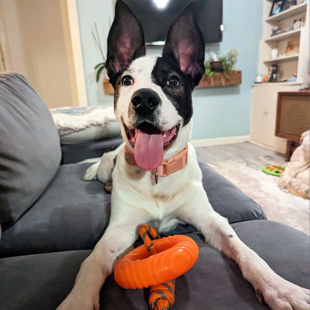 First-time dog foster volunteer helps puppy heal | Best Friends Animal ...