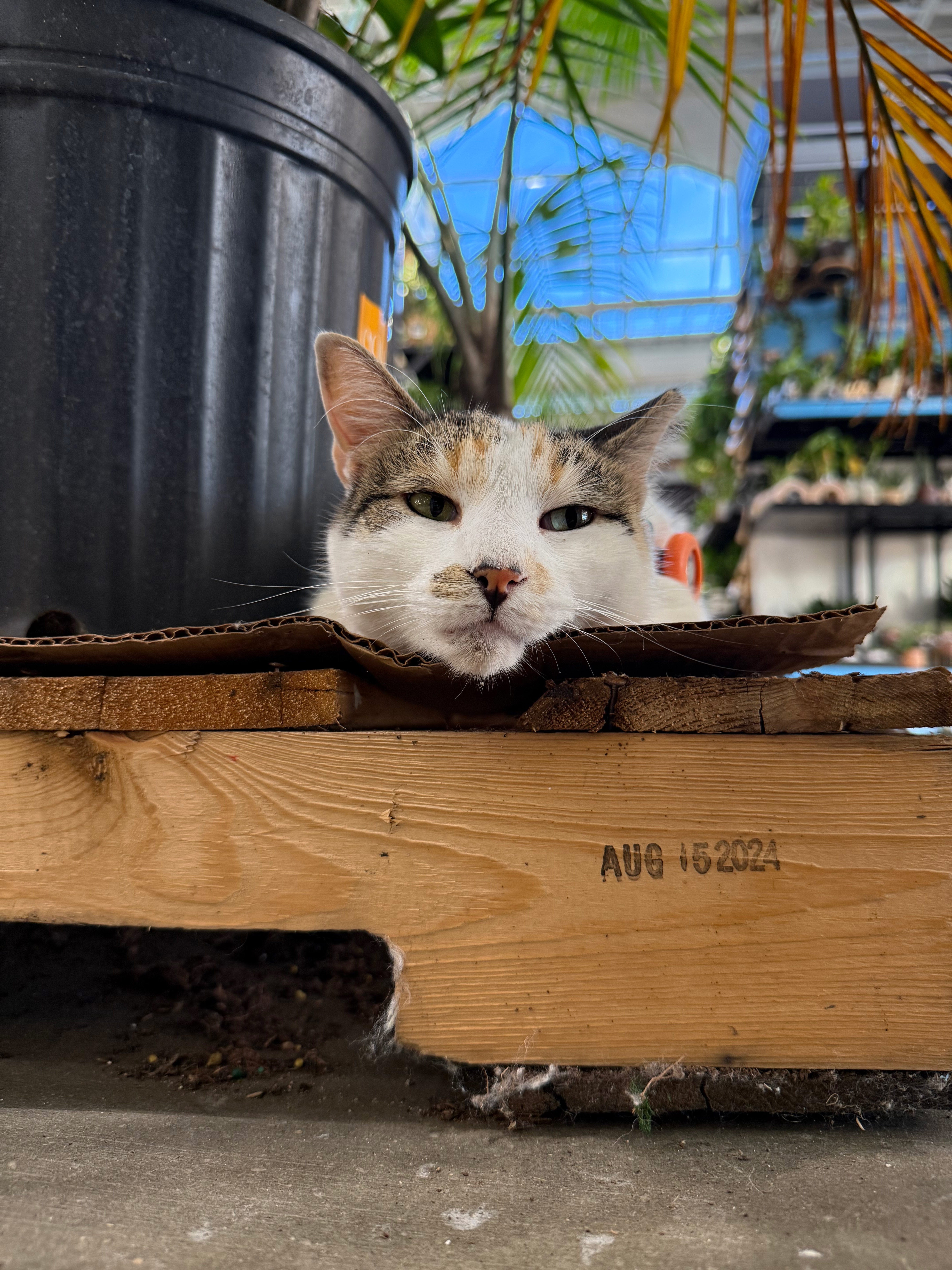 Paulding County Animal Control | Best Friends Animal Society