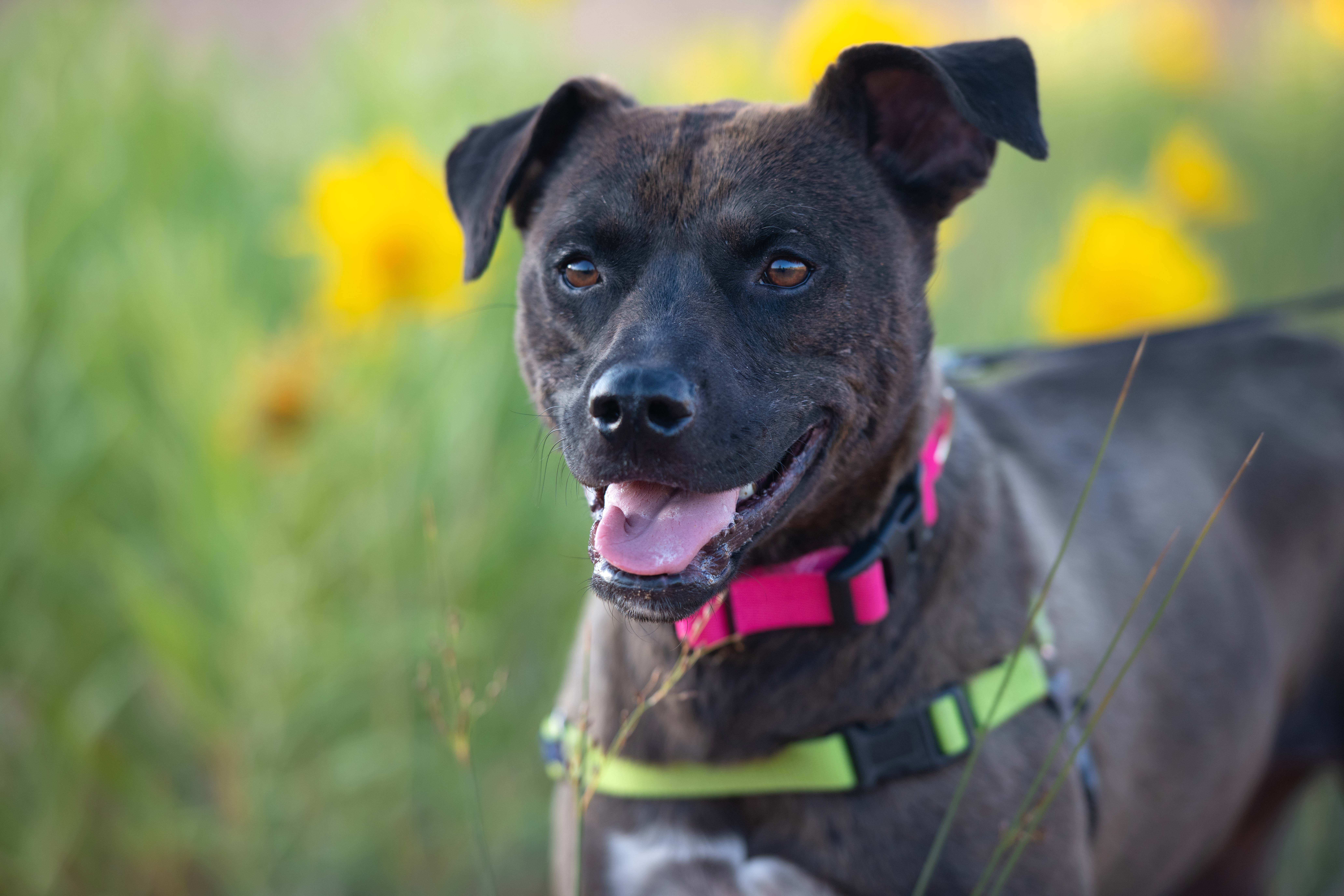 Foster home helps shy pup learn to trust | Best Friends Animal Society