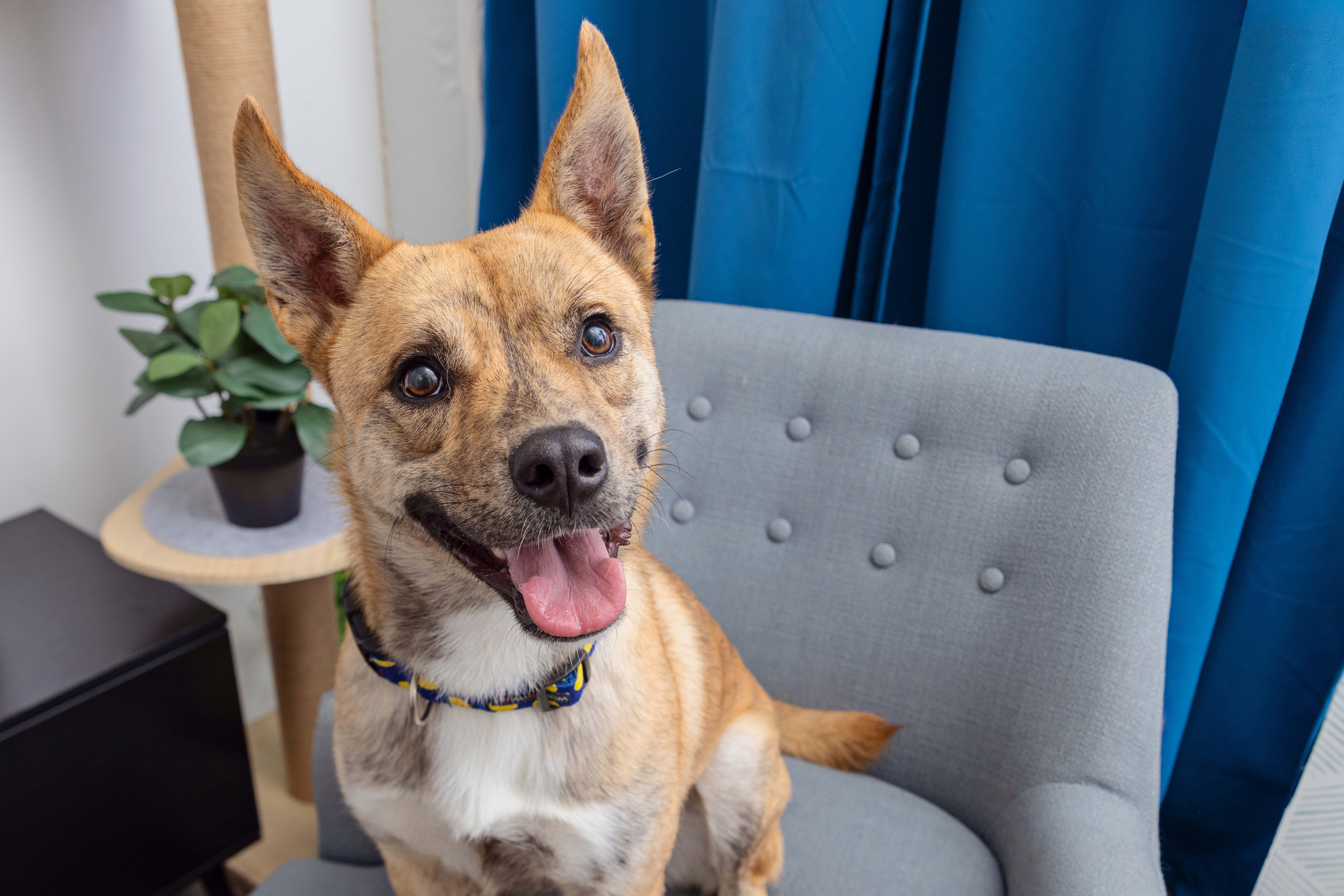 Happy tales about adopted pets | Best Friends Animal Society