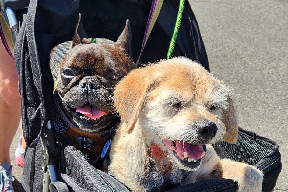 Helping old dogs get new homes | Best Friends Animal Society