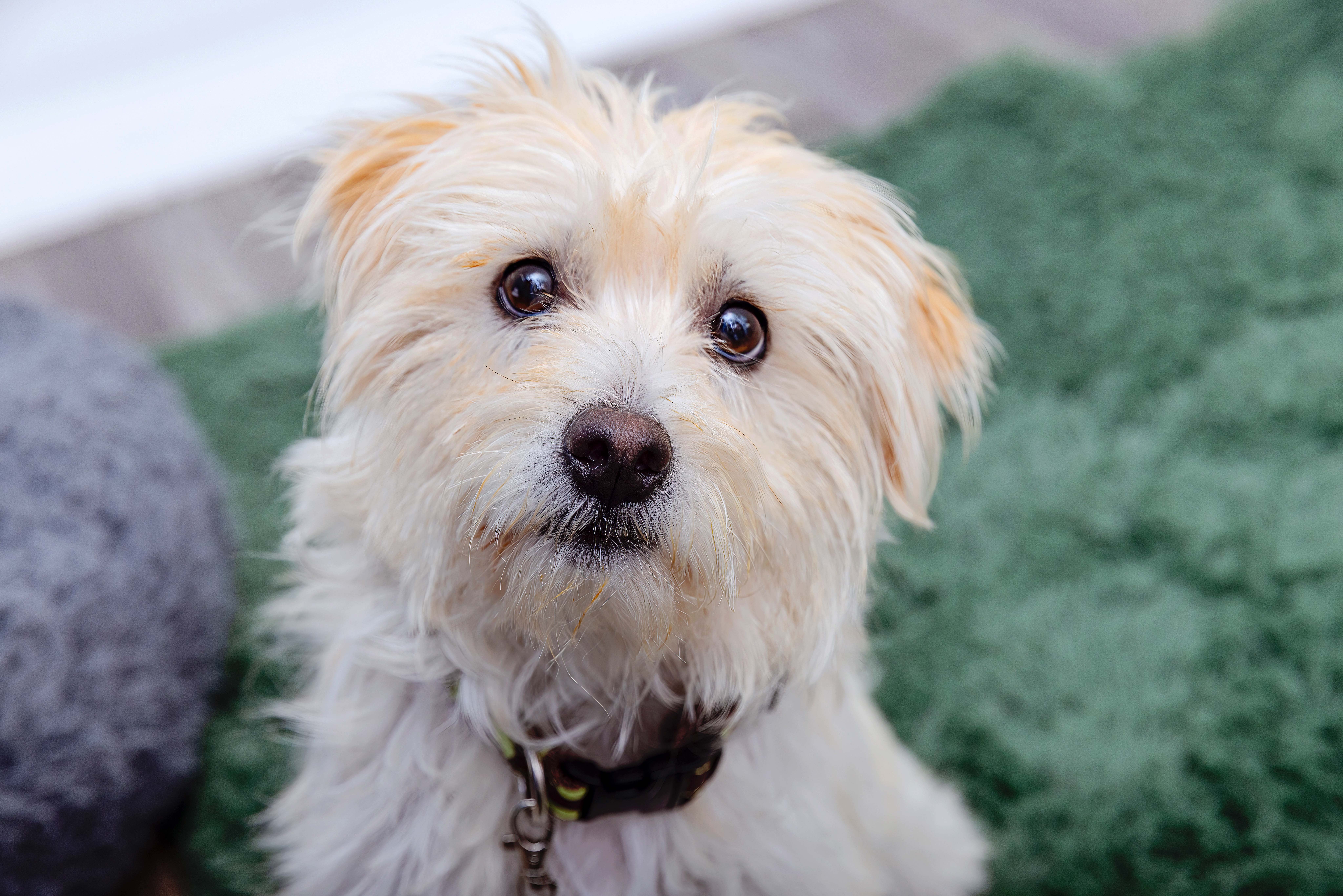 Book reviews: When animal lovers take a stand | Best Friends Animal Society