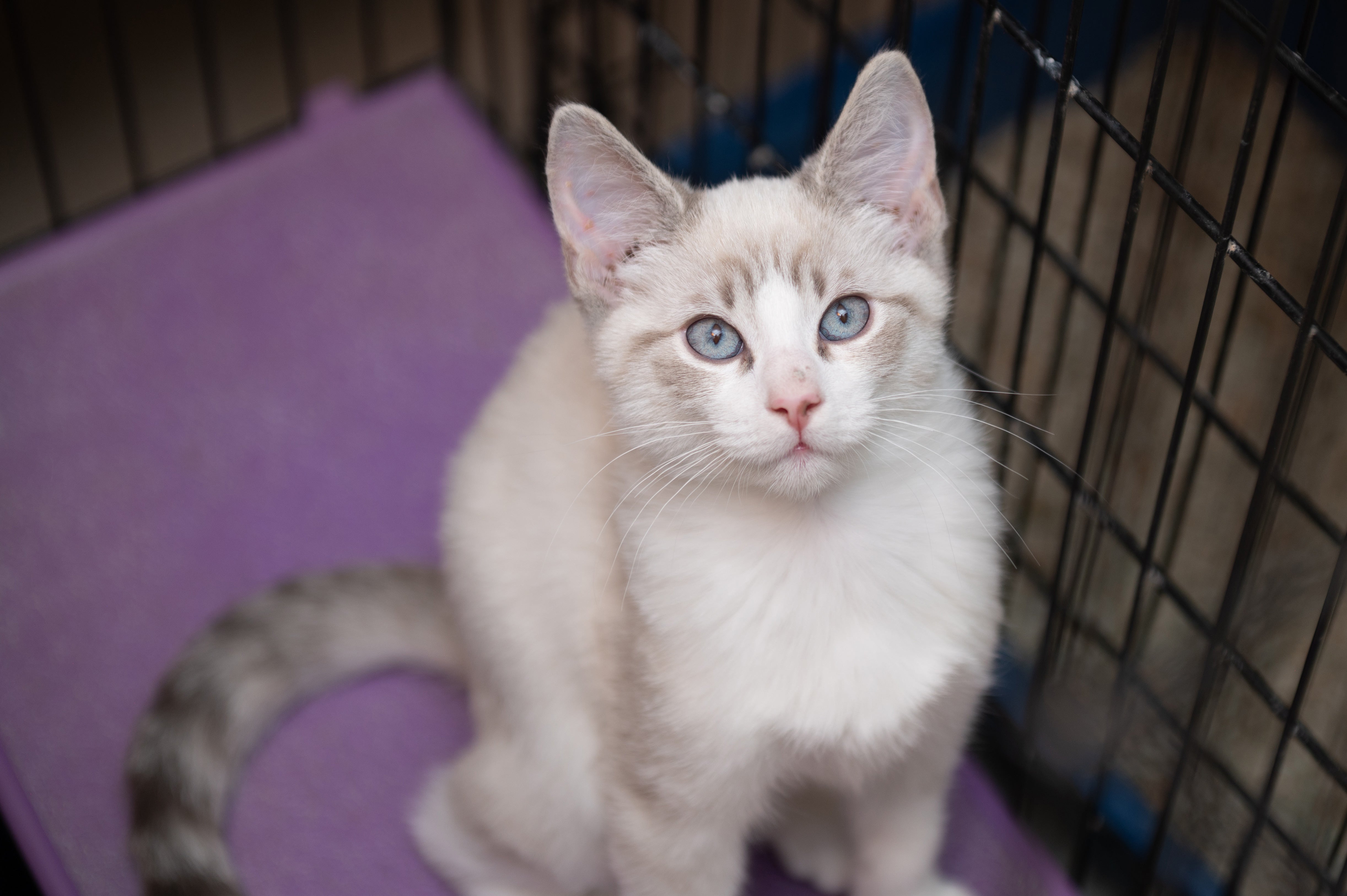 Second Chance Animal Services | Best Friends Animal Society