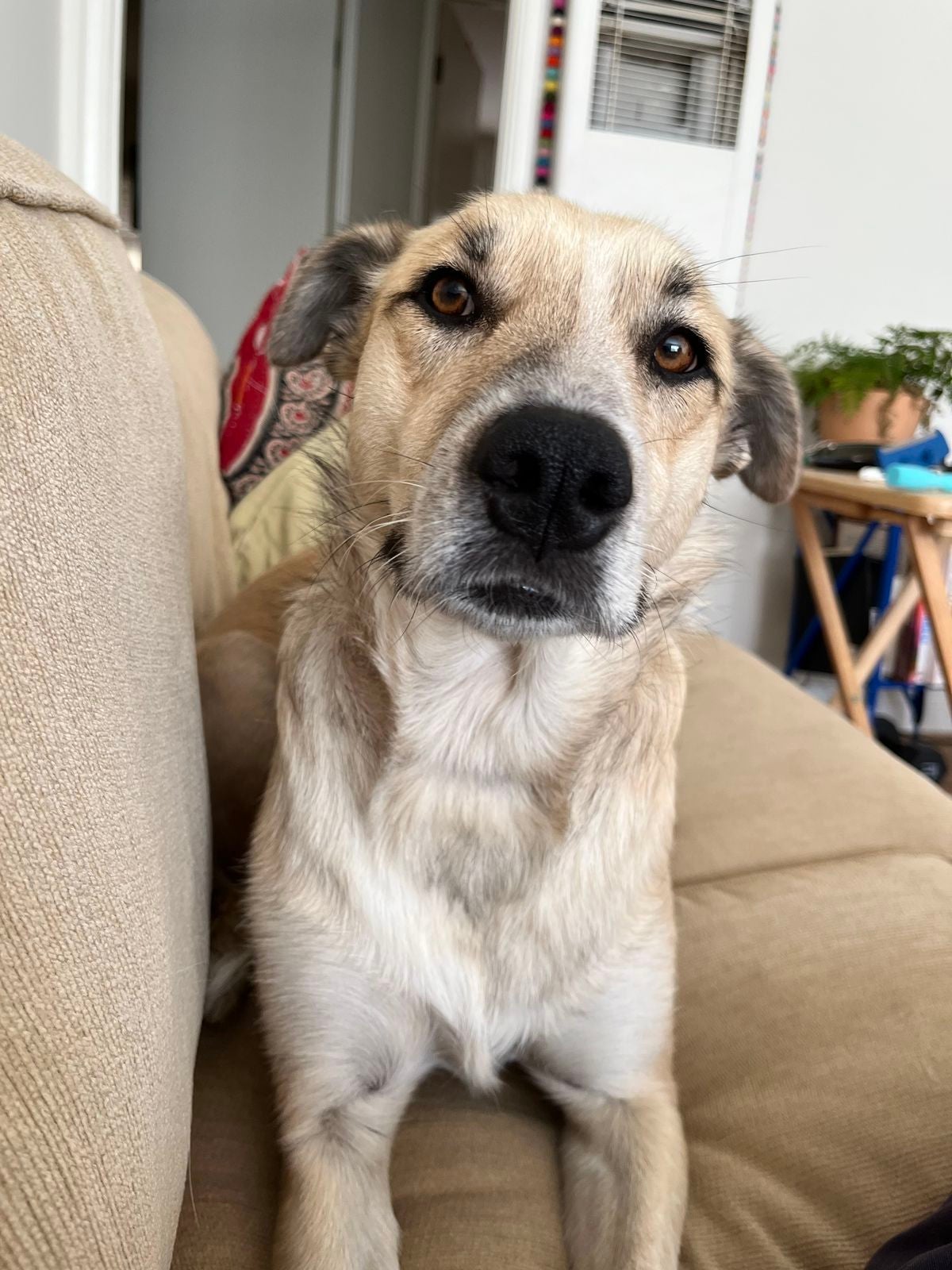 Faces of No-Kill: Pup trades farm life for city lights | Best Friends ...