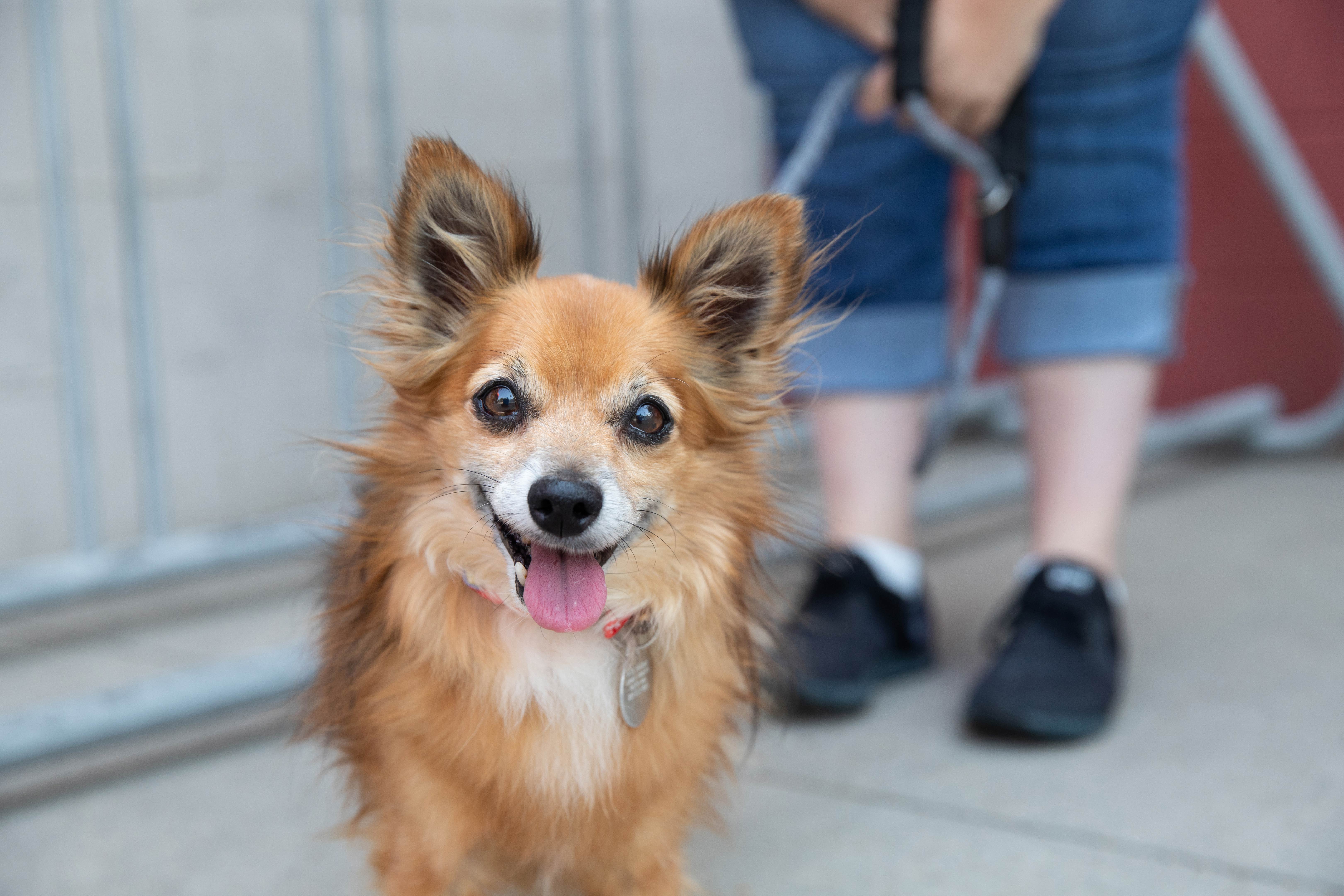 Progress for pets: Looking back at a year of advocacy | Best Friends ...